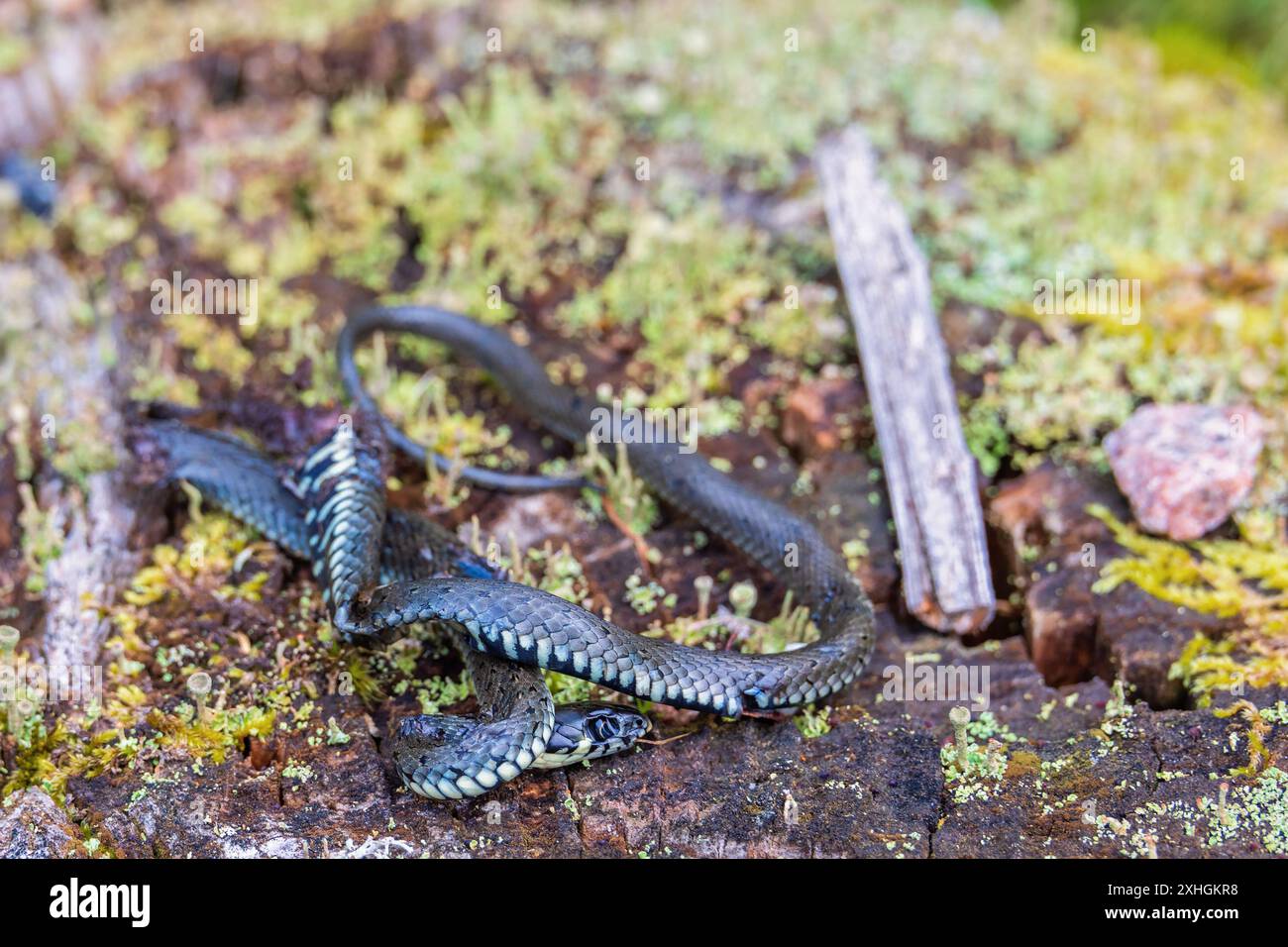 Grass snake lying dead on a mossy tree stump Stock Photo - Alamy