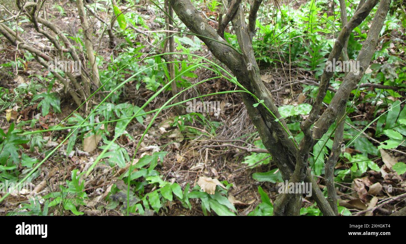 New Zealand common broom (Carmichaelia australis Stock Photo - Alamy