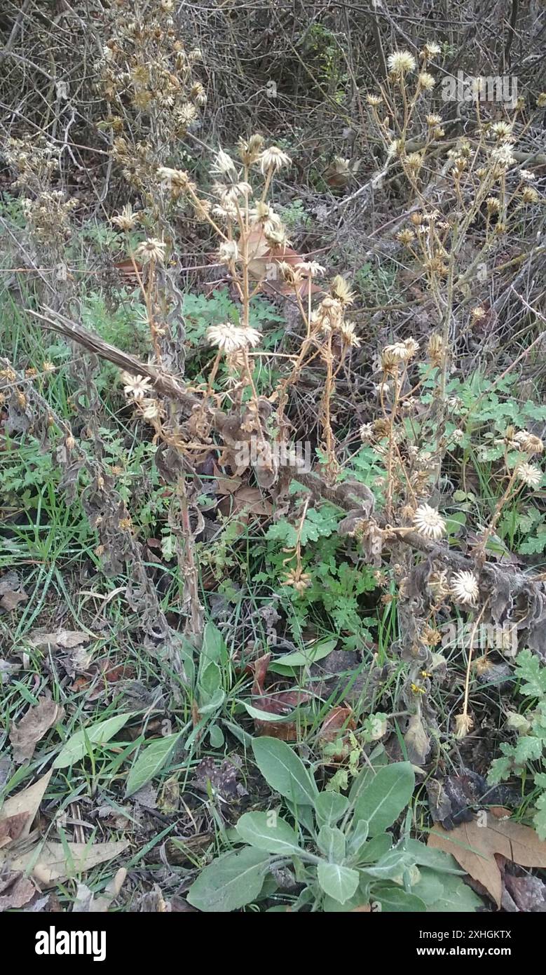 Telegraphweed (Heterotheca grandiflora Stock Photo - Alamy