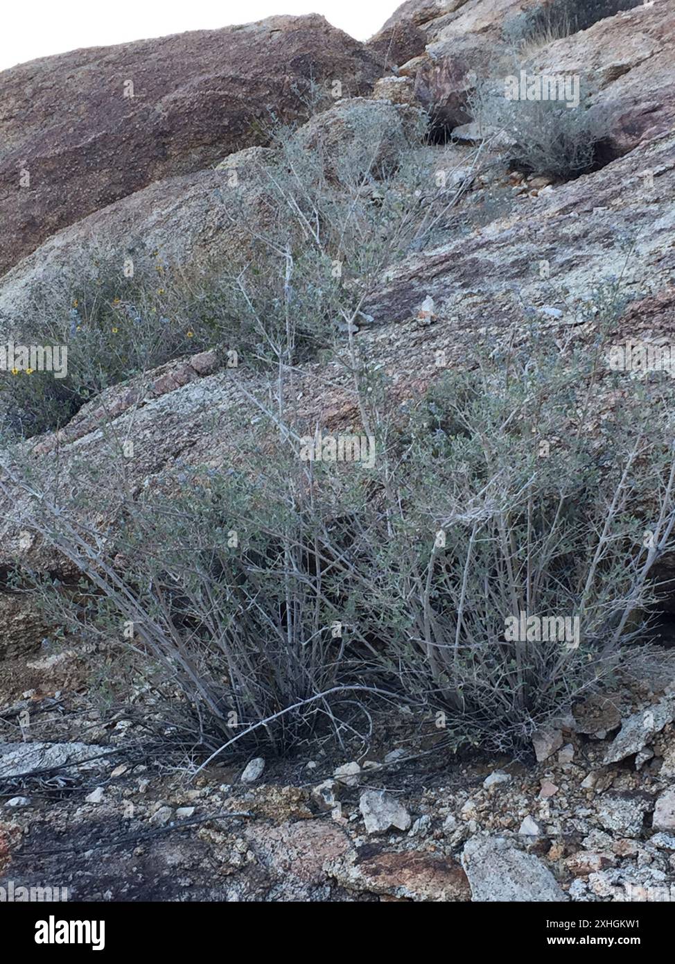 desert lavender (Condea emoryi Stock Photo - Alamy