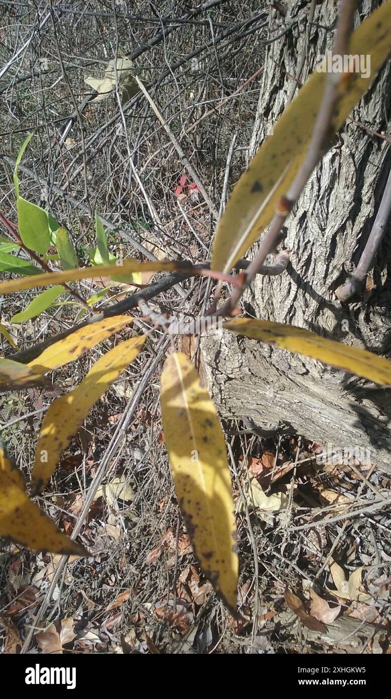 red willow (Salix laevigata Stock Photo - Alamy