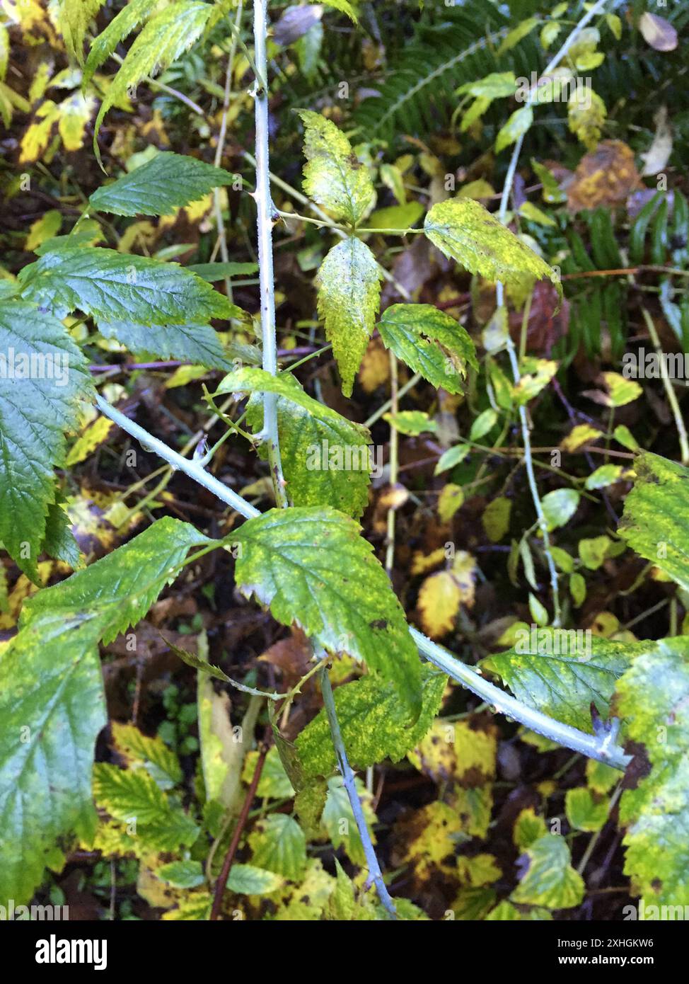 whitebark raspberry (Rubus leucodermis Stock Photo - Alamy