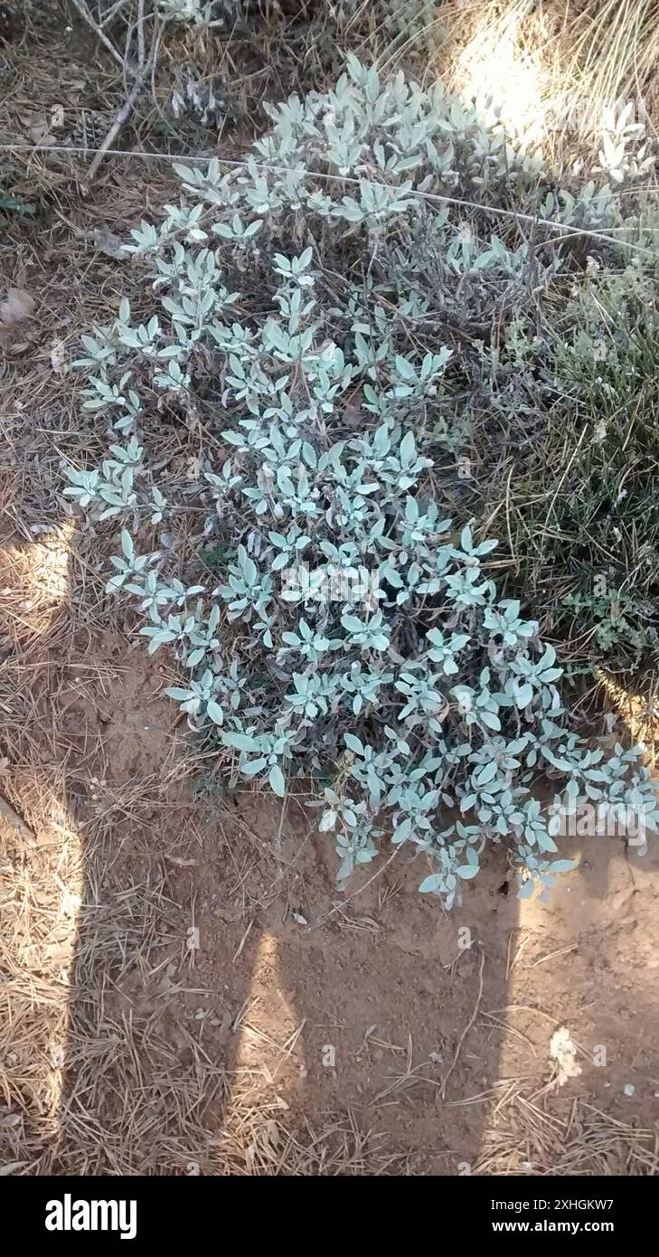 Spanish Common Sage (Salvia officinalis lavandulifolia Stock Photo - Alamy