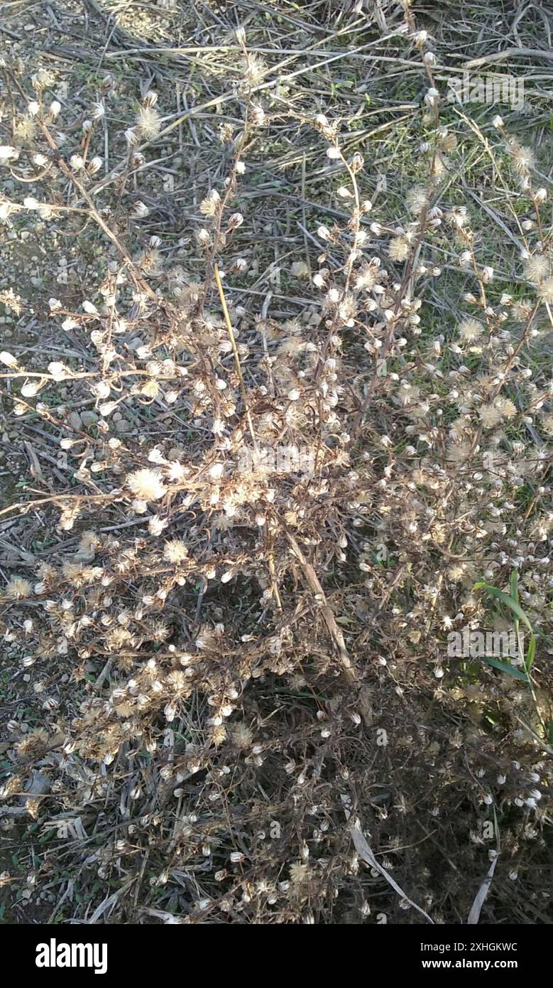 Stinkwort dittrichia graveolens hi-res stock photography and images - Alamy