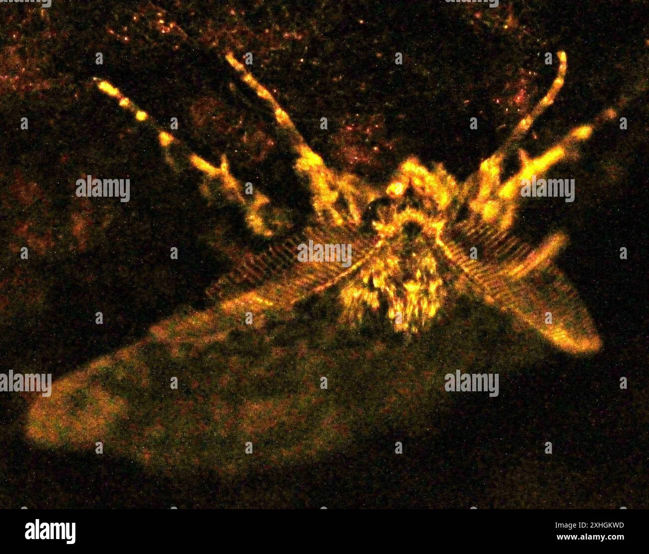 Tussock Moths (Lymantriinae Stock Photo - Alamy