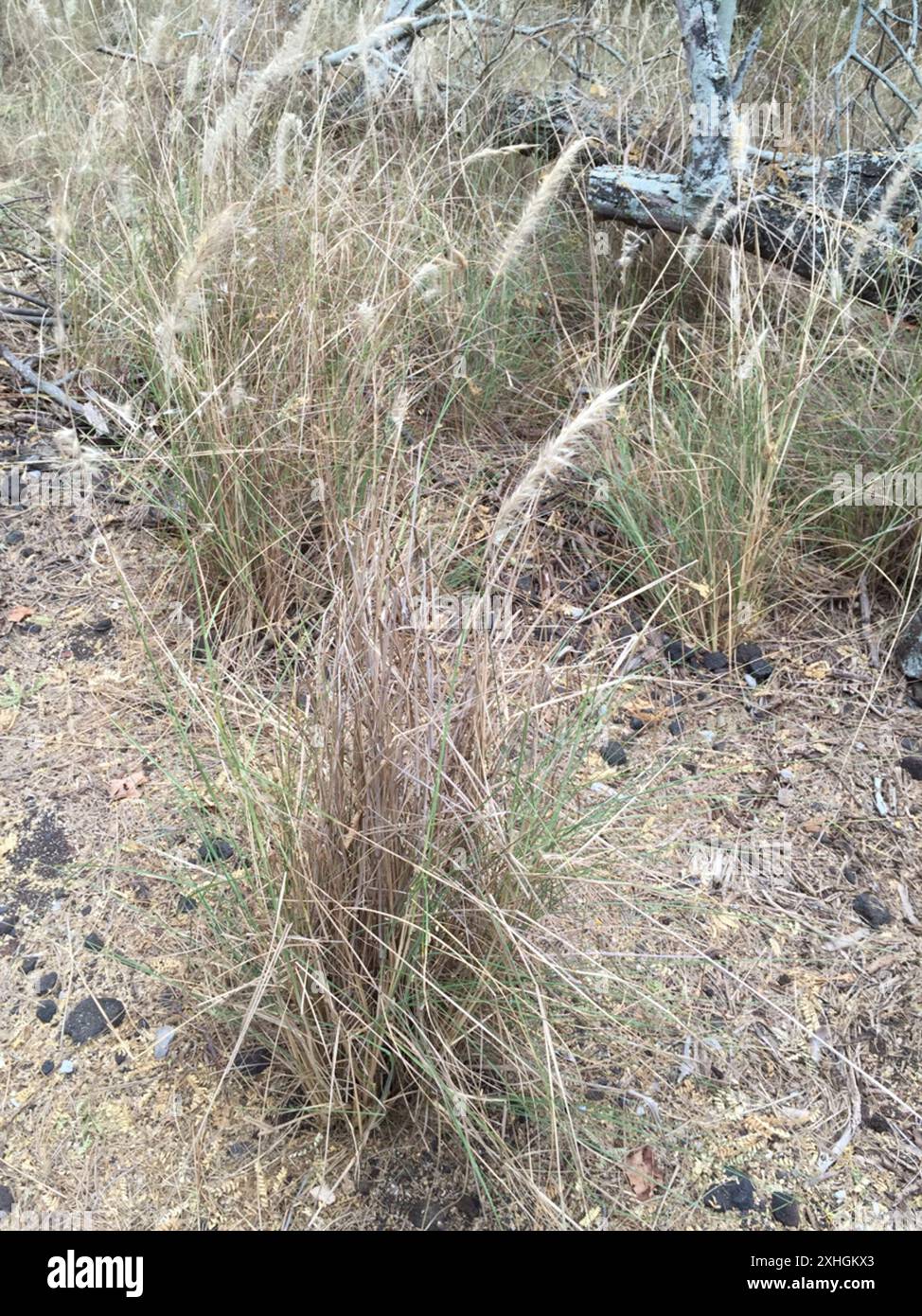 Fountain Grass (Cenchrus setaceus Stock Photo - Alamy