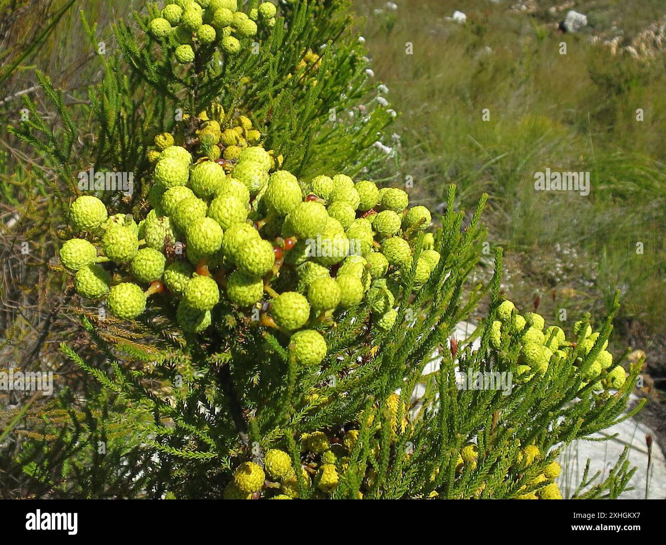 Common Coppice Kolkol (Berzelia intermedia Stock Photo - Alamy