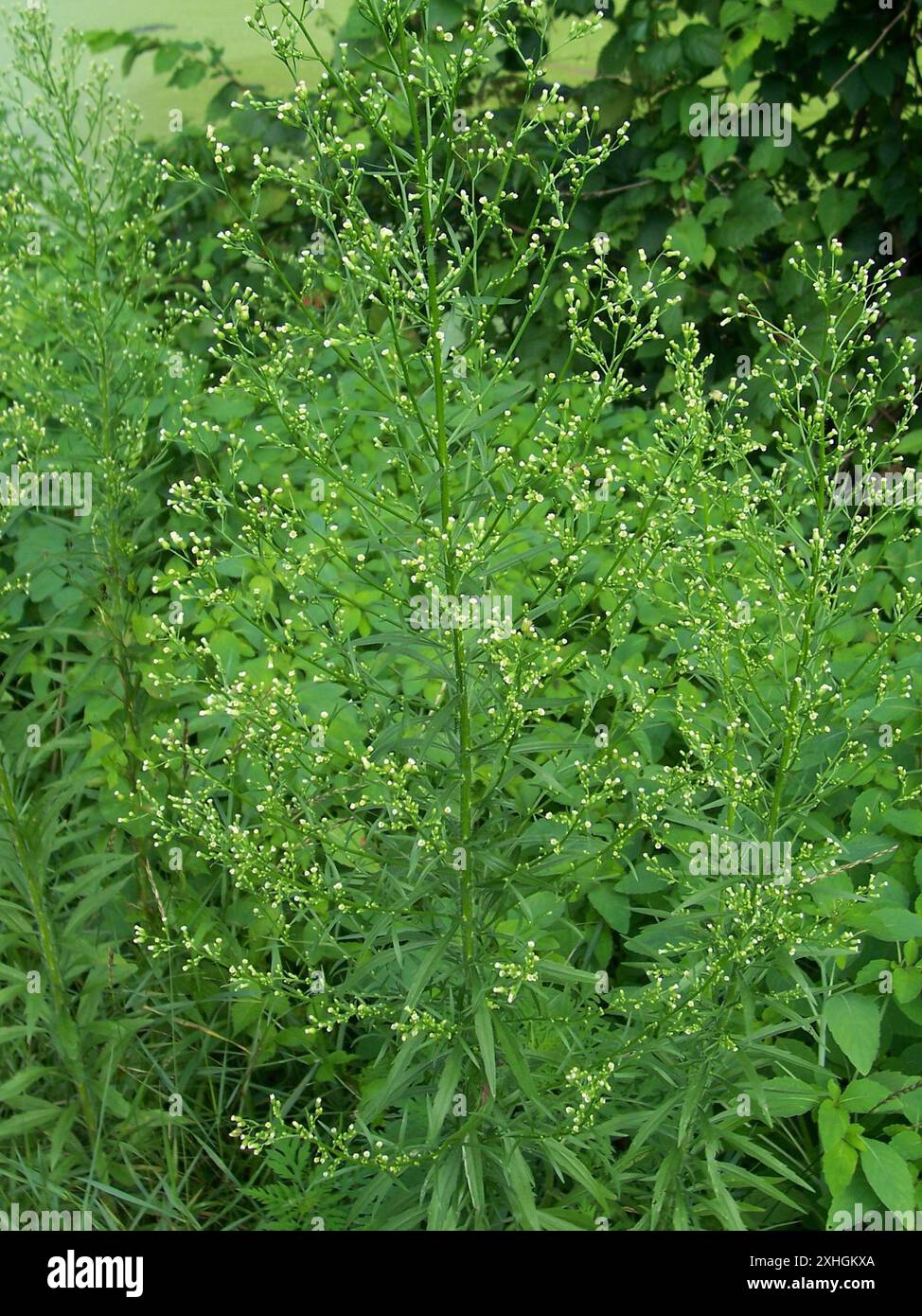 horseweed (Erigeron canadensis Stock Photo - Alamy