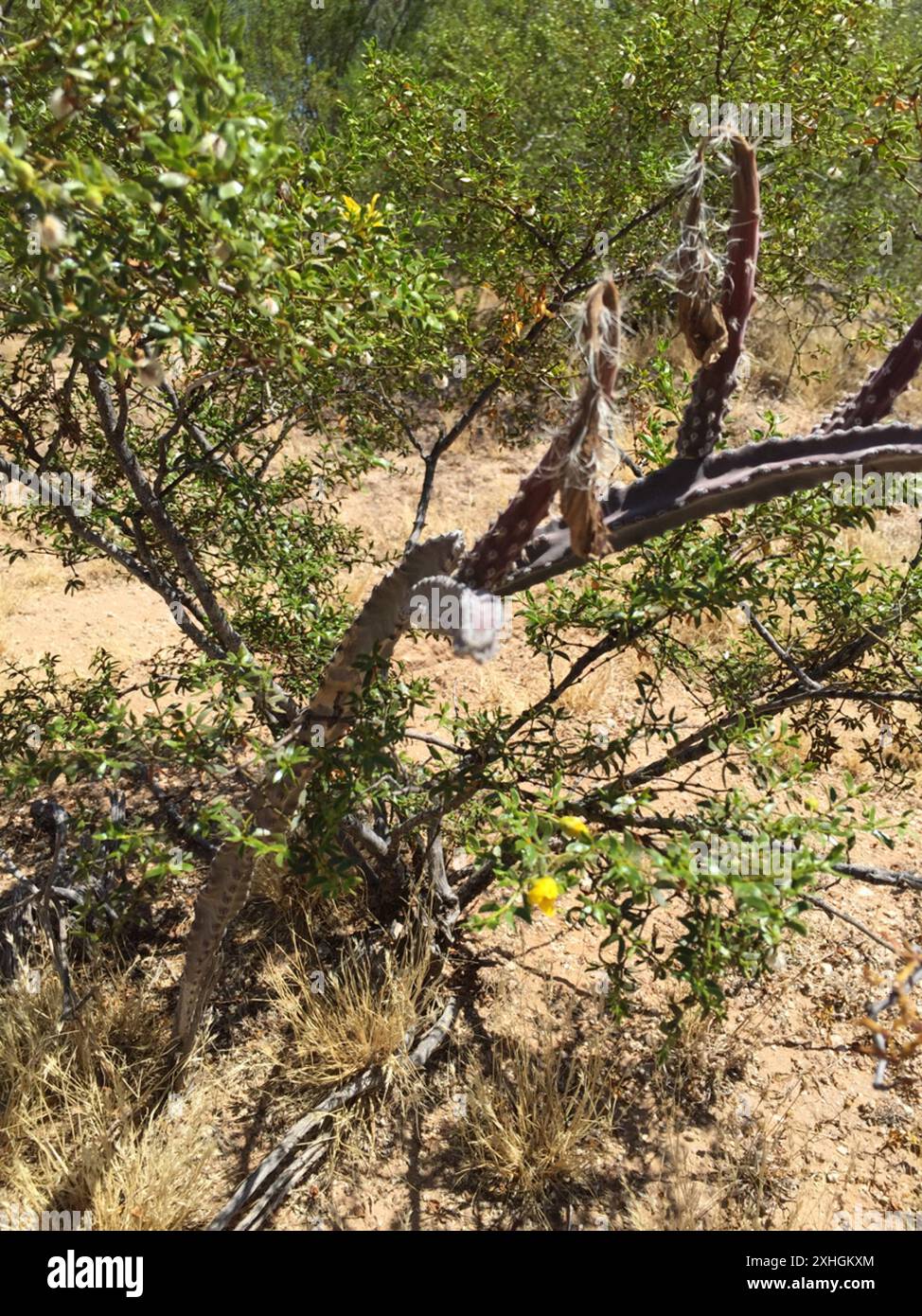 Arizona queen of the night (Peniocereus greggii transmontanus Stock ...
