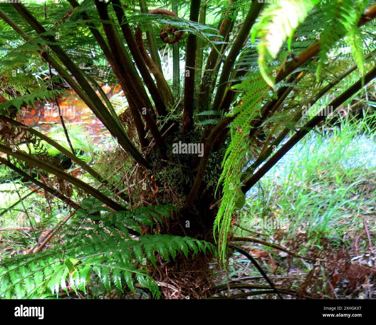 Forest Tree Fern (Cyathea capensis Stock Photo - Alamy
