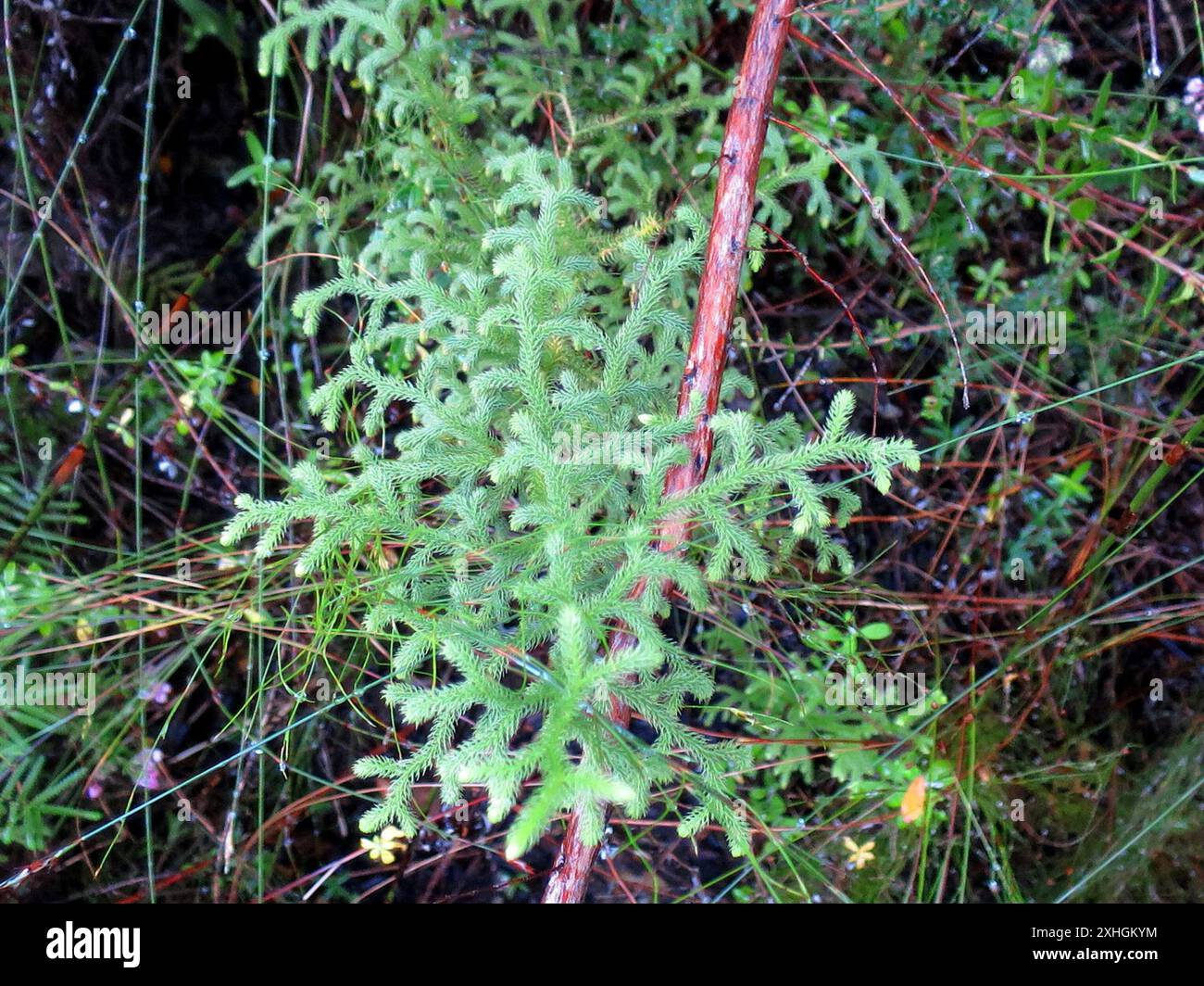 Palhinhaea cernua hi-res stock photography and images - Alamy