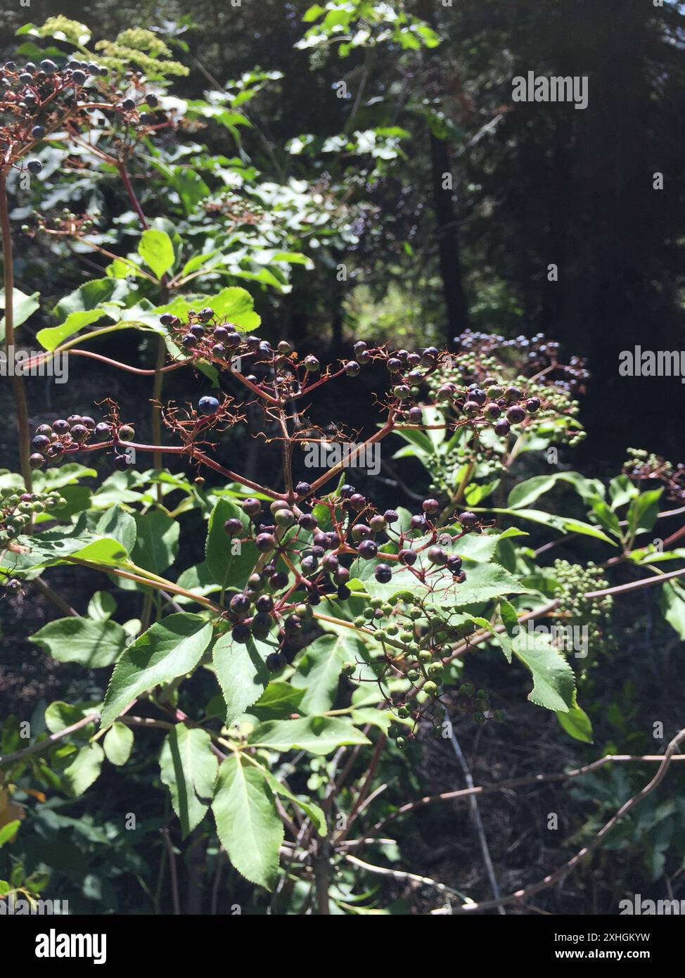 blue elder (Sambucus cerulea Stock Photo - Alamy