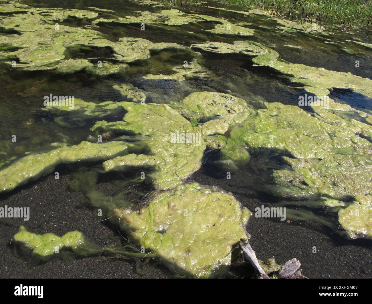 green algae (Chlorophyta Stock Photo - Alamy