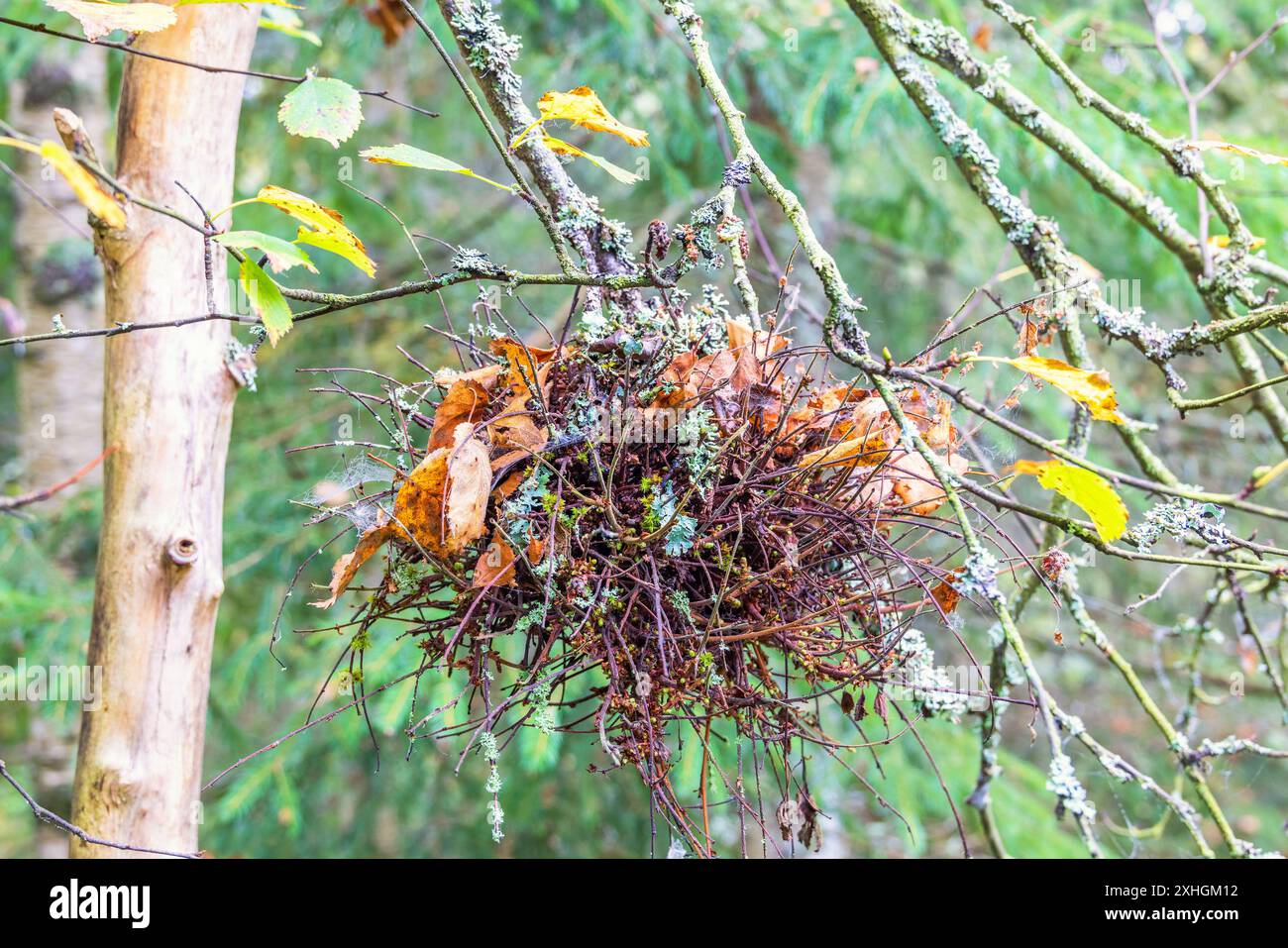 Witches broom tree hi-res stock photography and images - Alamy