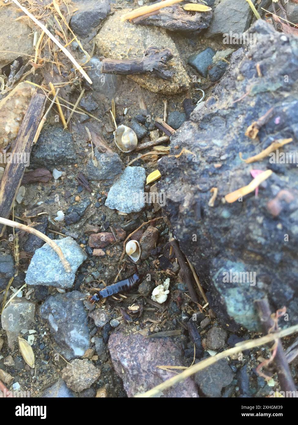 Maritime Earwig (Anisolabis maritima Stock Photo - Alamy