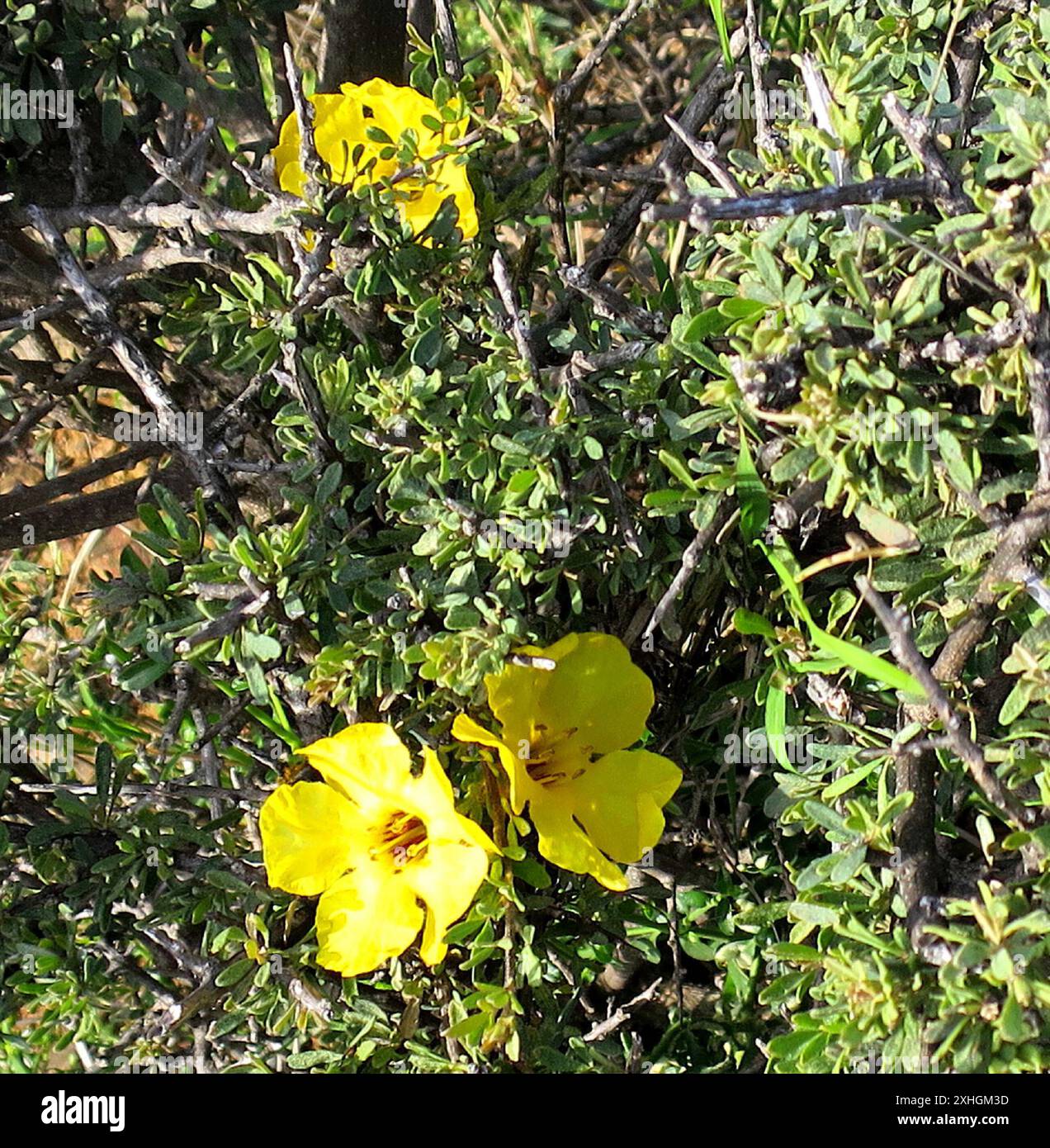 Karoo rhigozum hi-res stock photography and images - Alamy