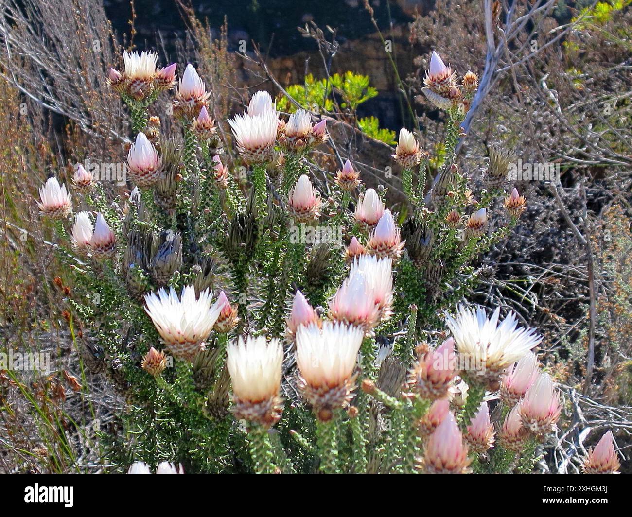 Cape everlasting (Phaenocoma prolifera Stock Photo - Alamy