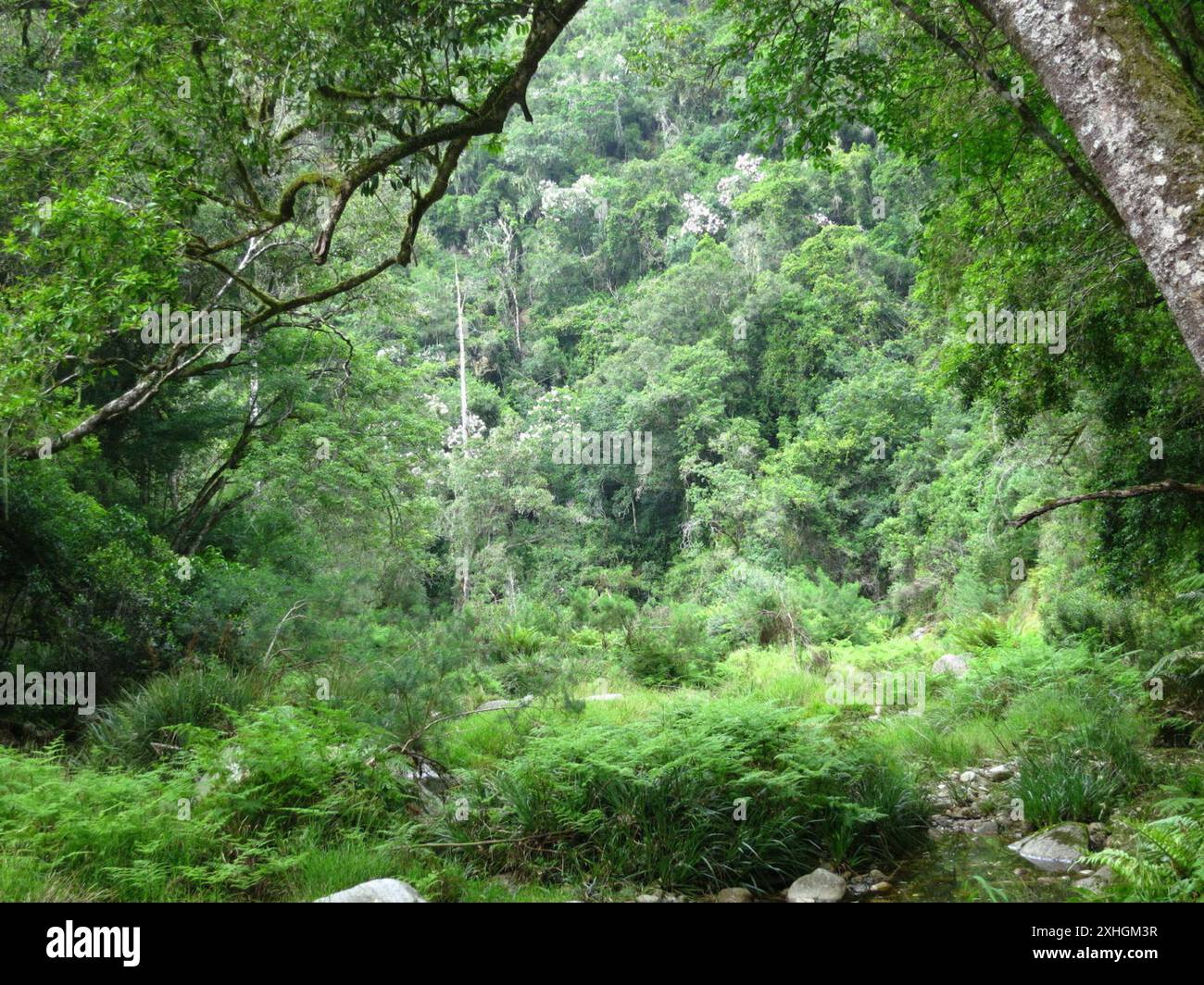 Cape Chestnut (Calodendrum capense Stock Photo - Alamy