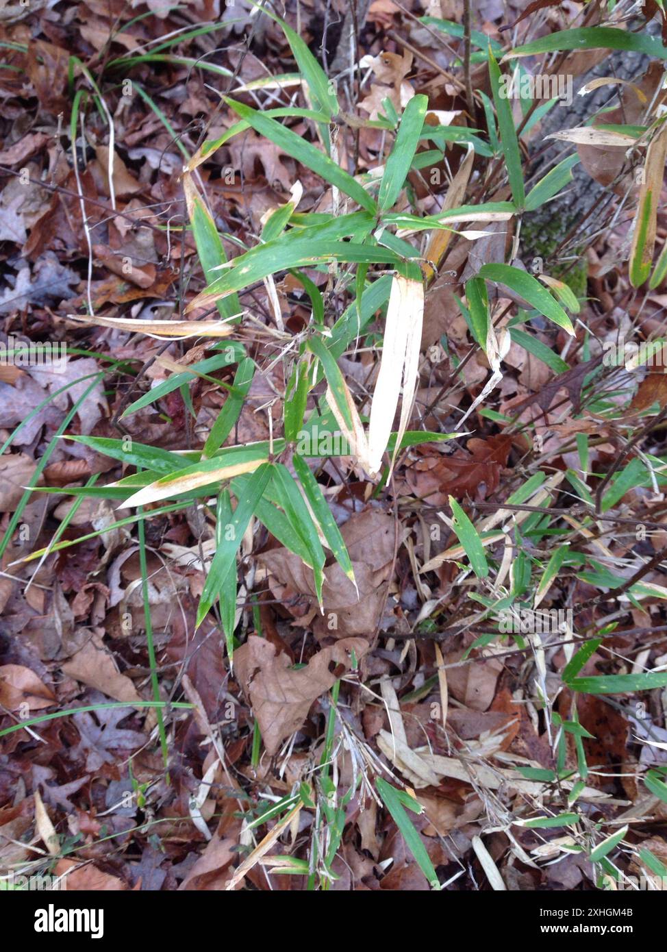 river cane (Arundinaria gigantea Stock Photo - Alamy