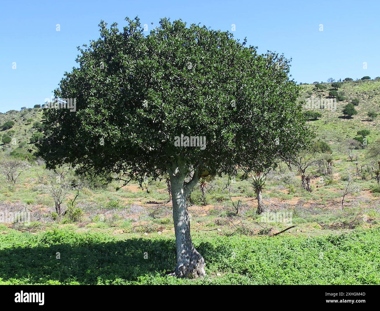 Pappea capensis hi-res stock photography and images - Alamy