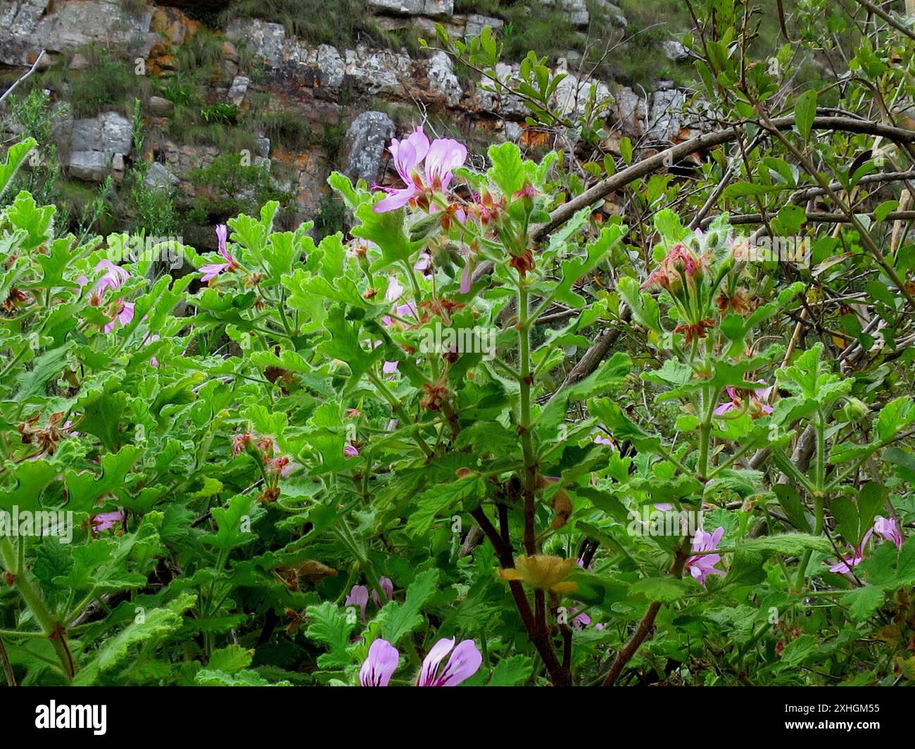 Pelargonium panduriforme hi-res stock photography and images - Alamy
