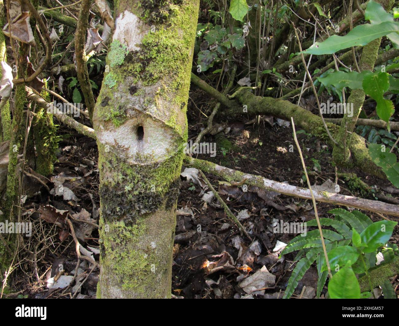 Puriri moth hi-res stock photography and images - Alamy