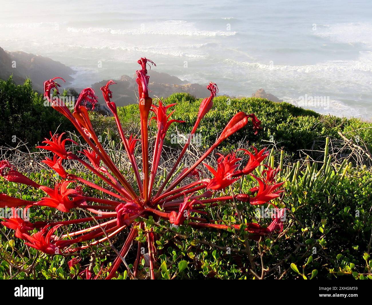 candelabra lily (Brunsvigia orientalis Stock Photo - Alamy