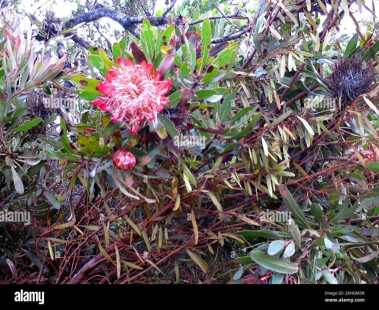 stink-leaf sugarbush (Protea susannae Stock Photo - Alamy
