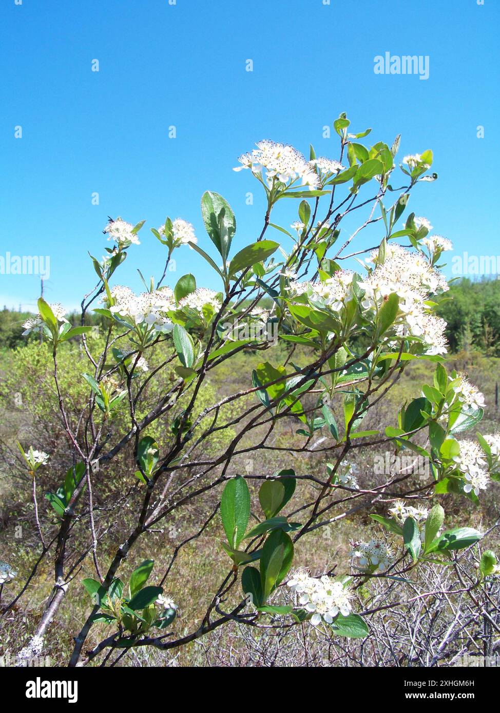 black chokeberry (Aronia melanocarpa Stock Photo - Alamy