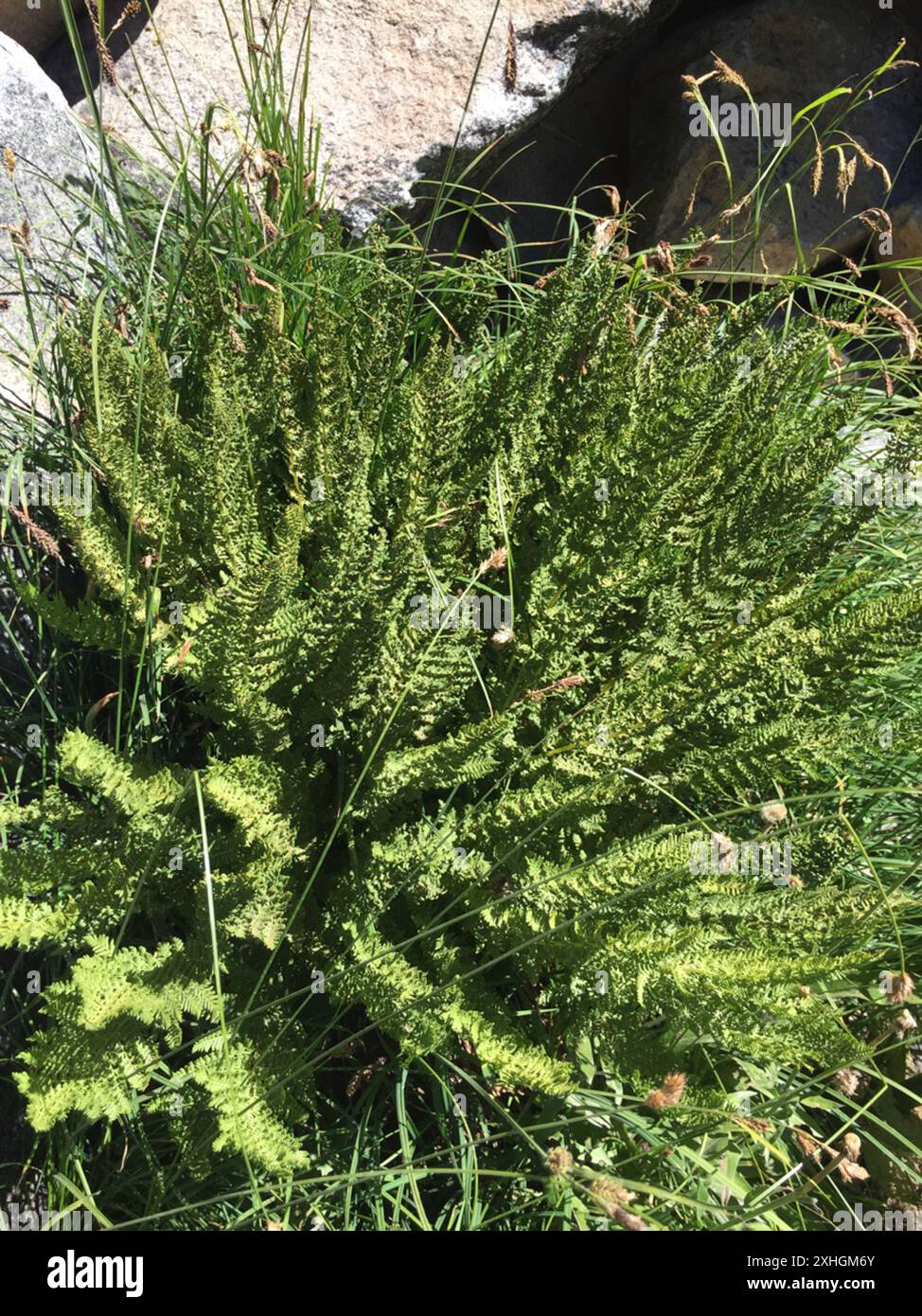 American Alpine Lady Fern (Athyrium americanum Stock Photo - Alamy
