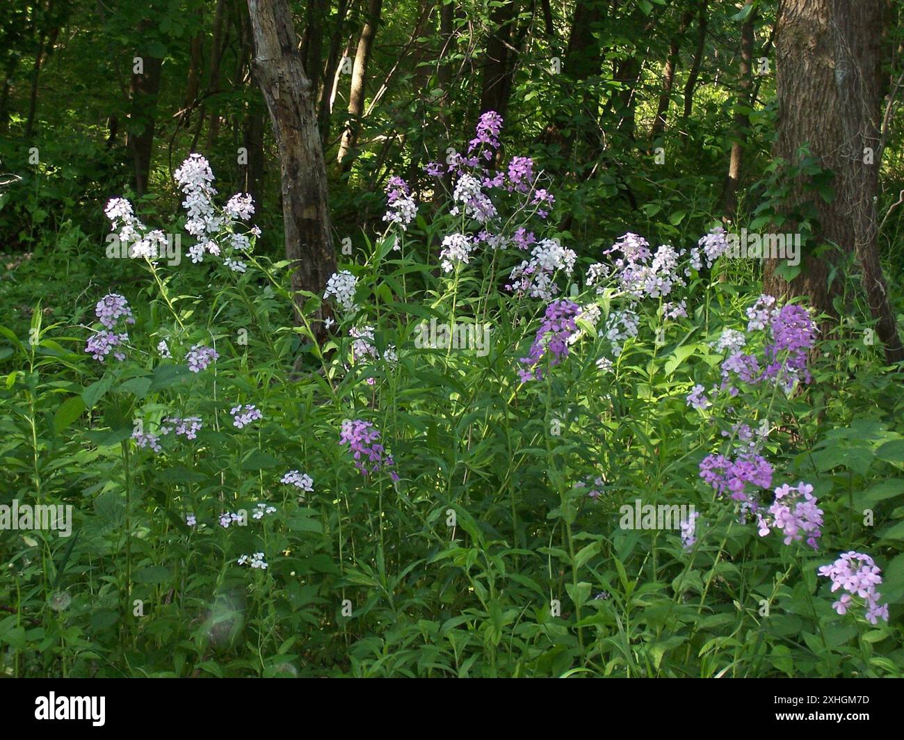 dame's rocket (Hesperis matronalis Stock Photo - Alamy
