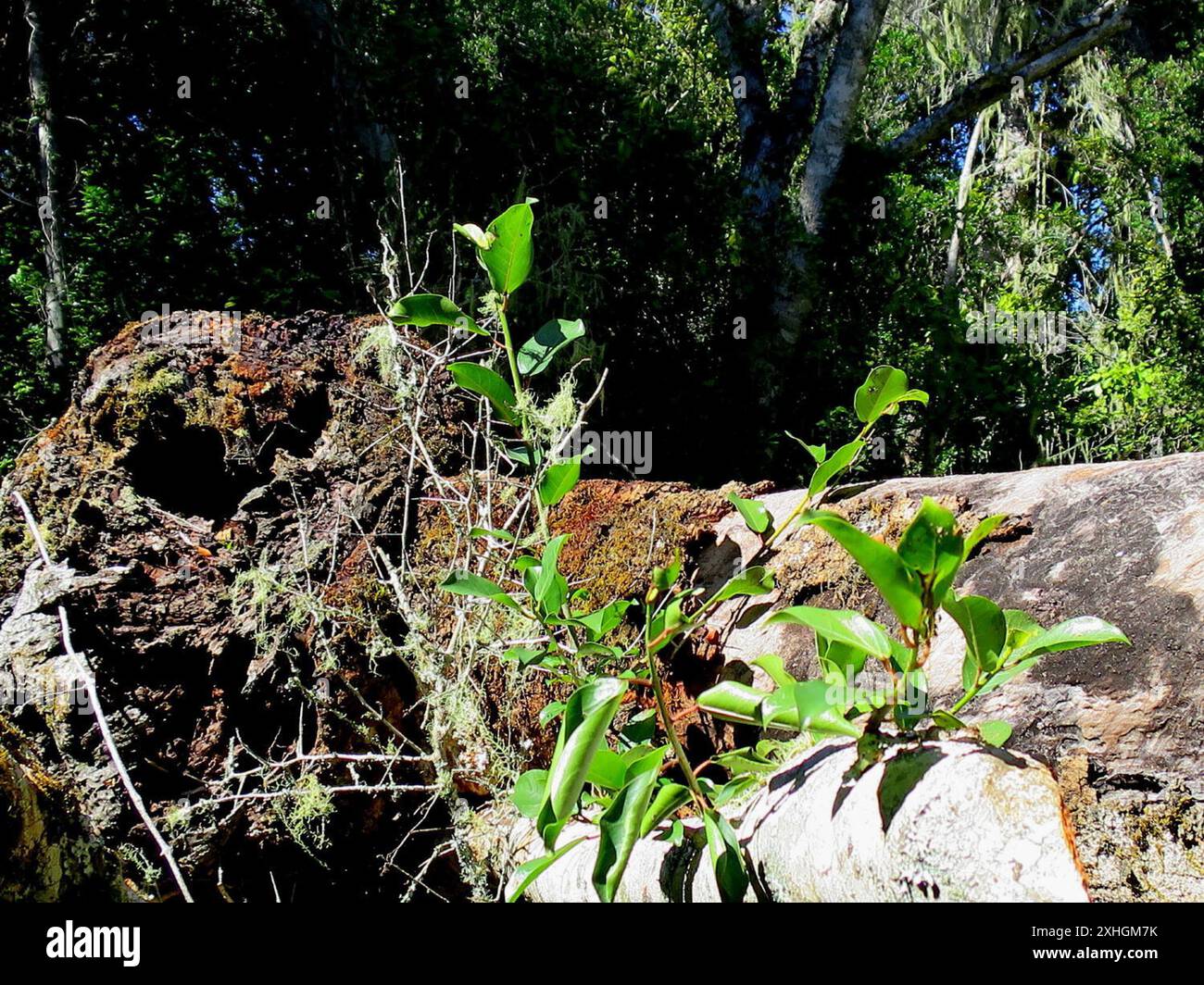 Apodytes dimidiata hi-res stock photography and images - Alamy