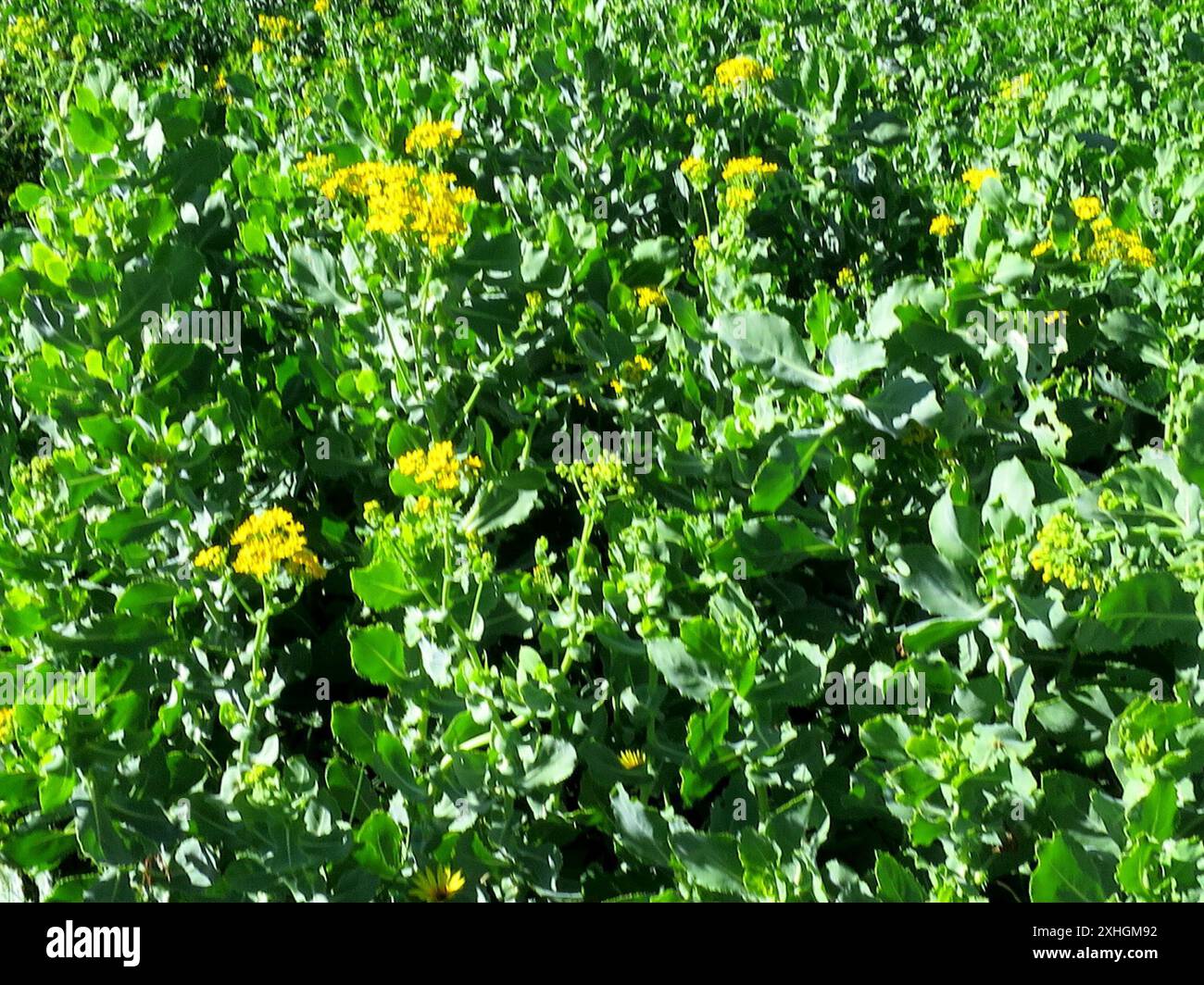 Poorflower Babooncabbage (Othonna parviflora Stock Photo - Alamy
