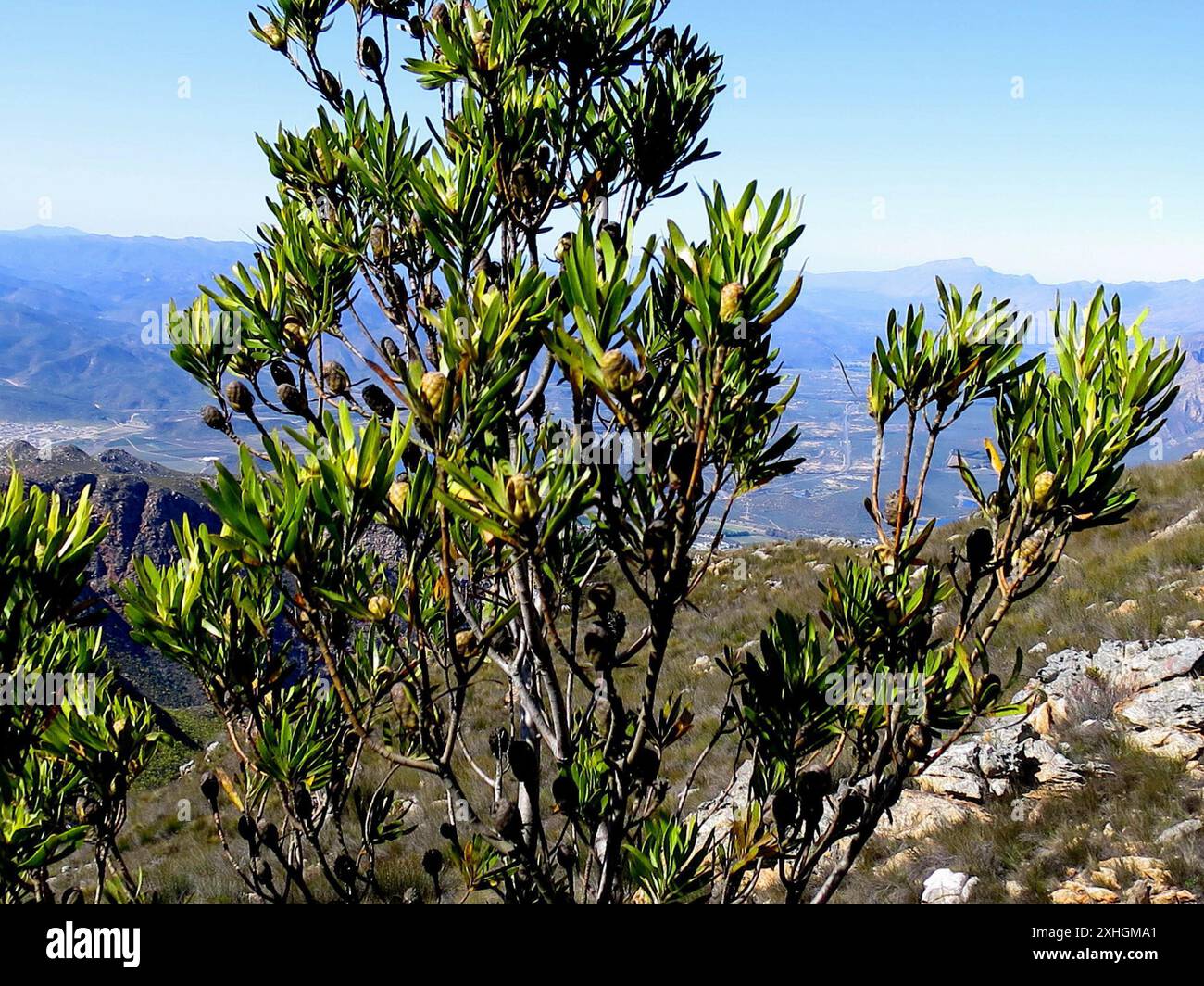 Gumleaf Conebush (Leucadendron eucalyptifolium Stock Photo - Alamy