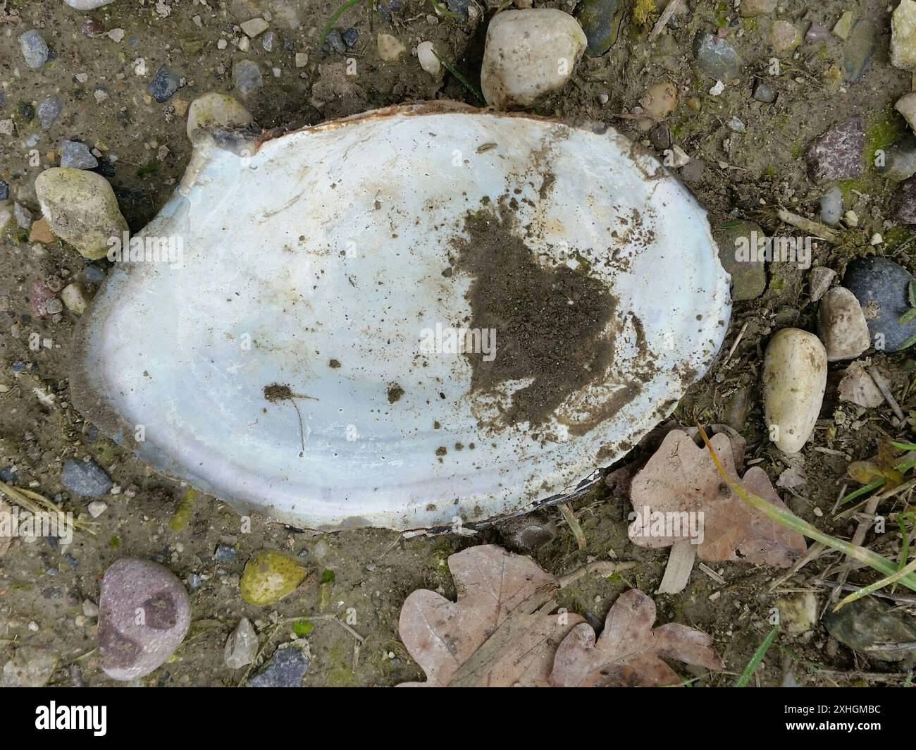 Chinese Pond Mussel (Sinanodonta woodiana Stock Photo - Alamy