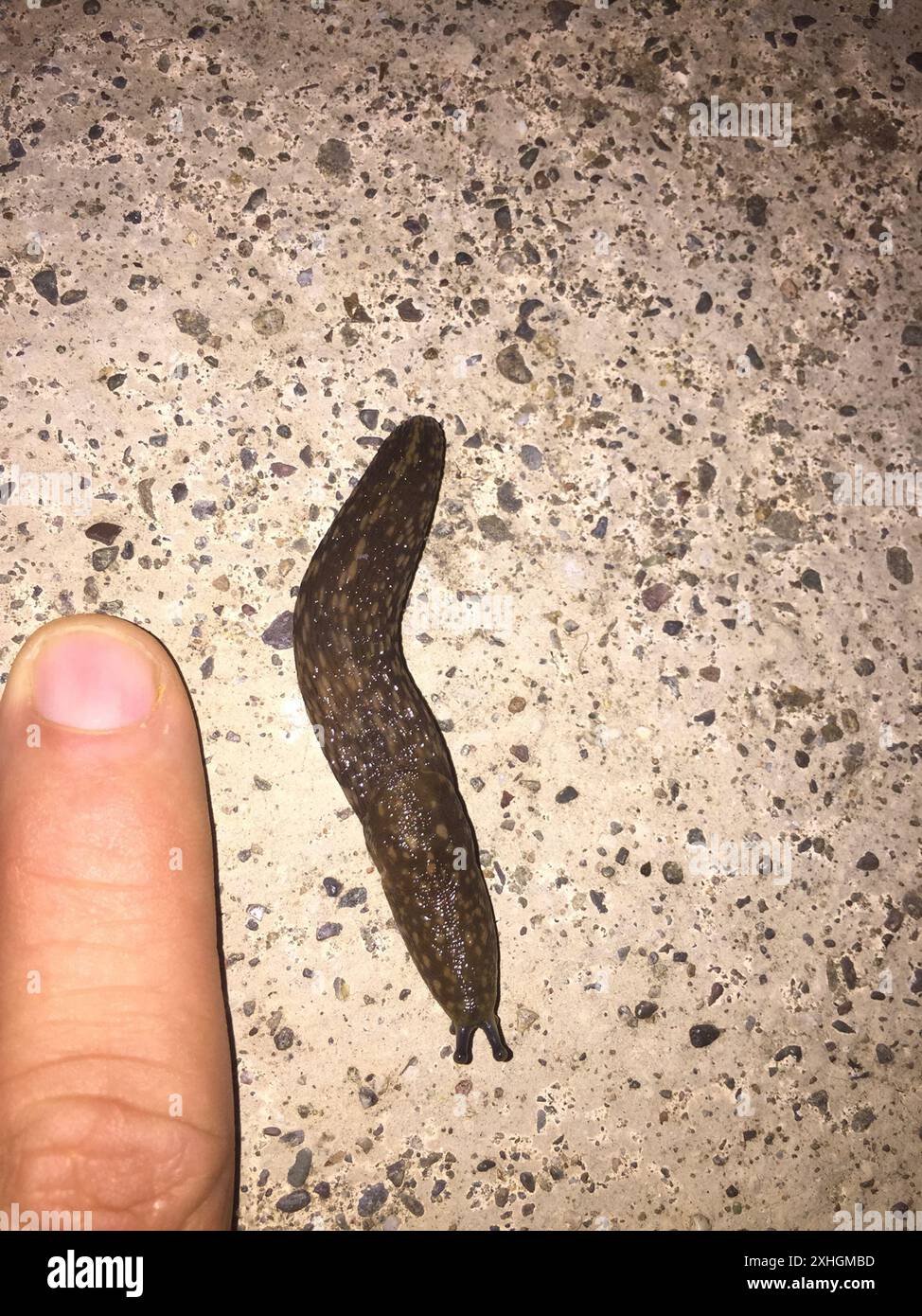 Yellow Cellar Slug (Limacus flavus Stock Photo - Alamy