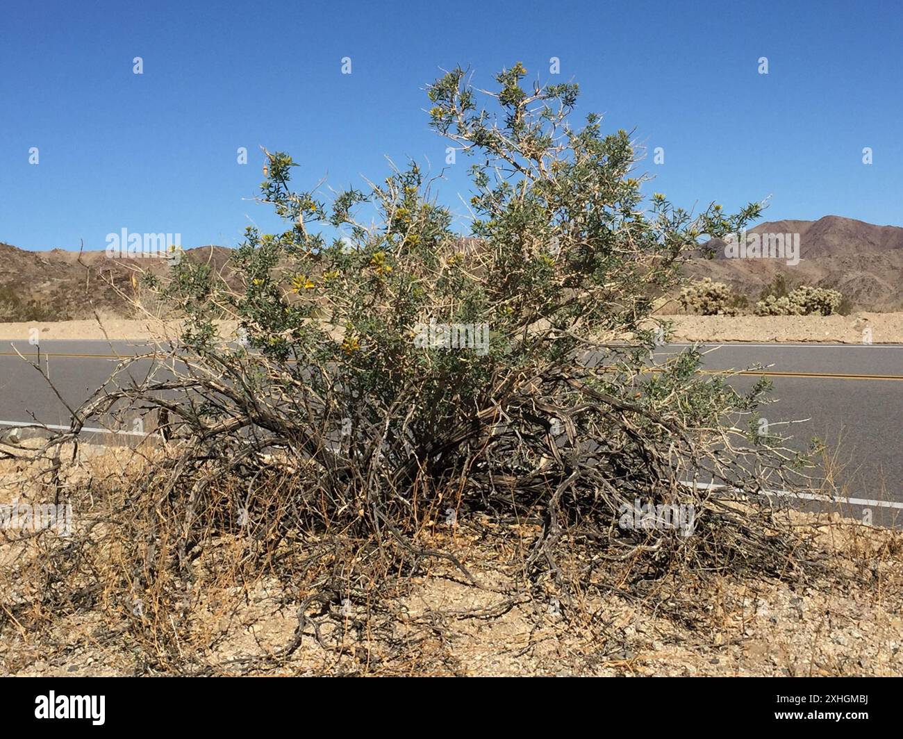 Bladderpod (Cleomella arborea Stock Photo - Alamy