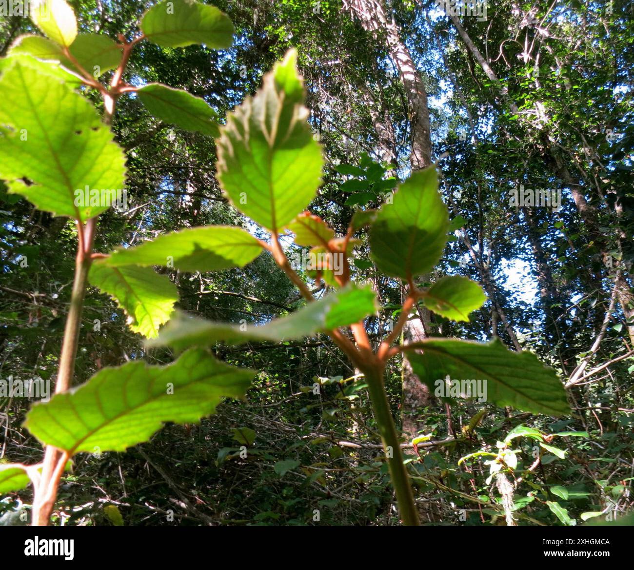 Curtisia dentata hi-res stock photography and images - Alamy