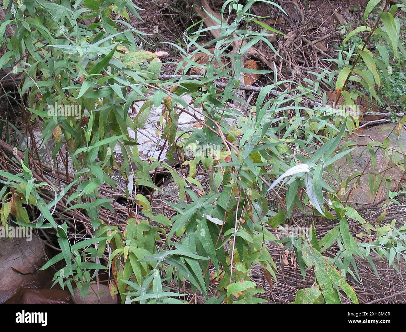 Sagewood (Buddleja salviifolia Stock Photo - Alamy