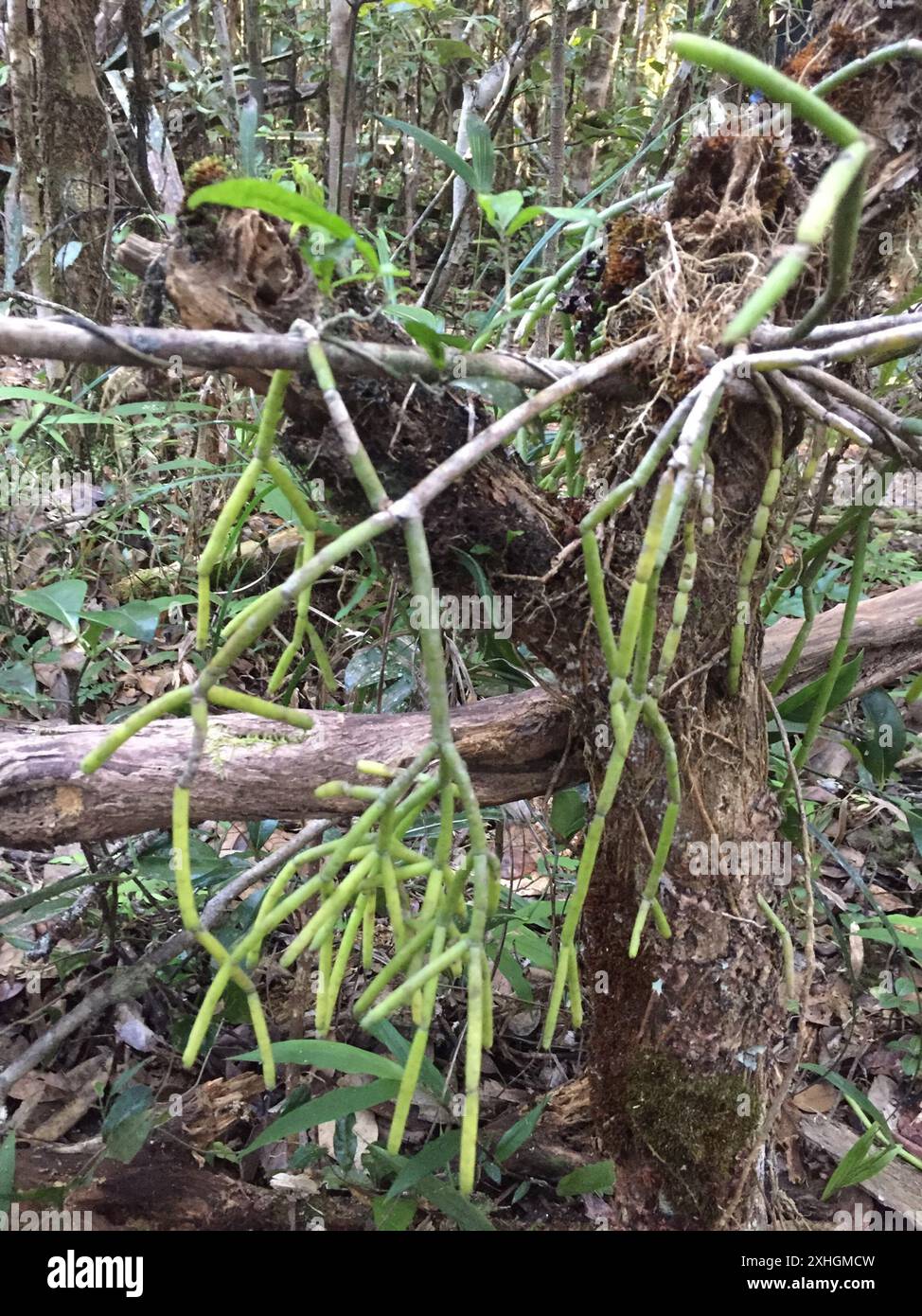 Mistletoe Cactus (Rhipsalis baccifera Stock Photo - Alamy