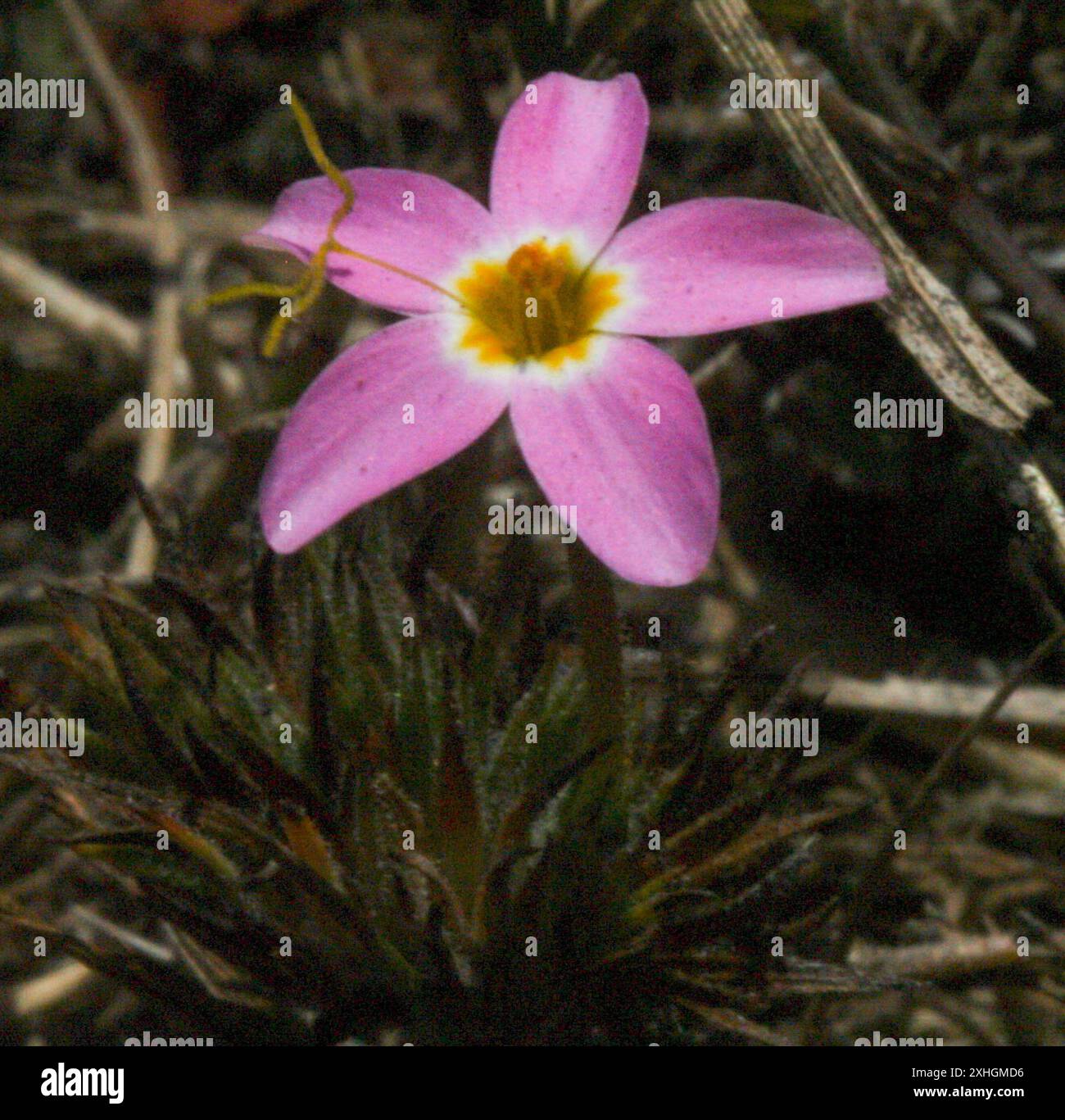 variable linanthus (Leptosiphon parviflorus Stock Photo - Alamy