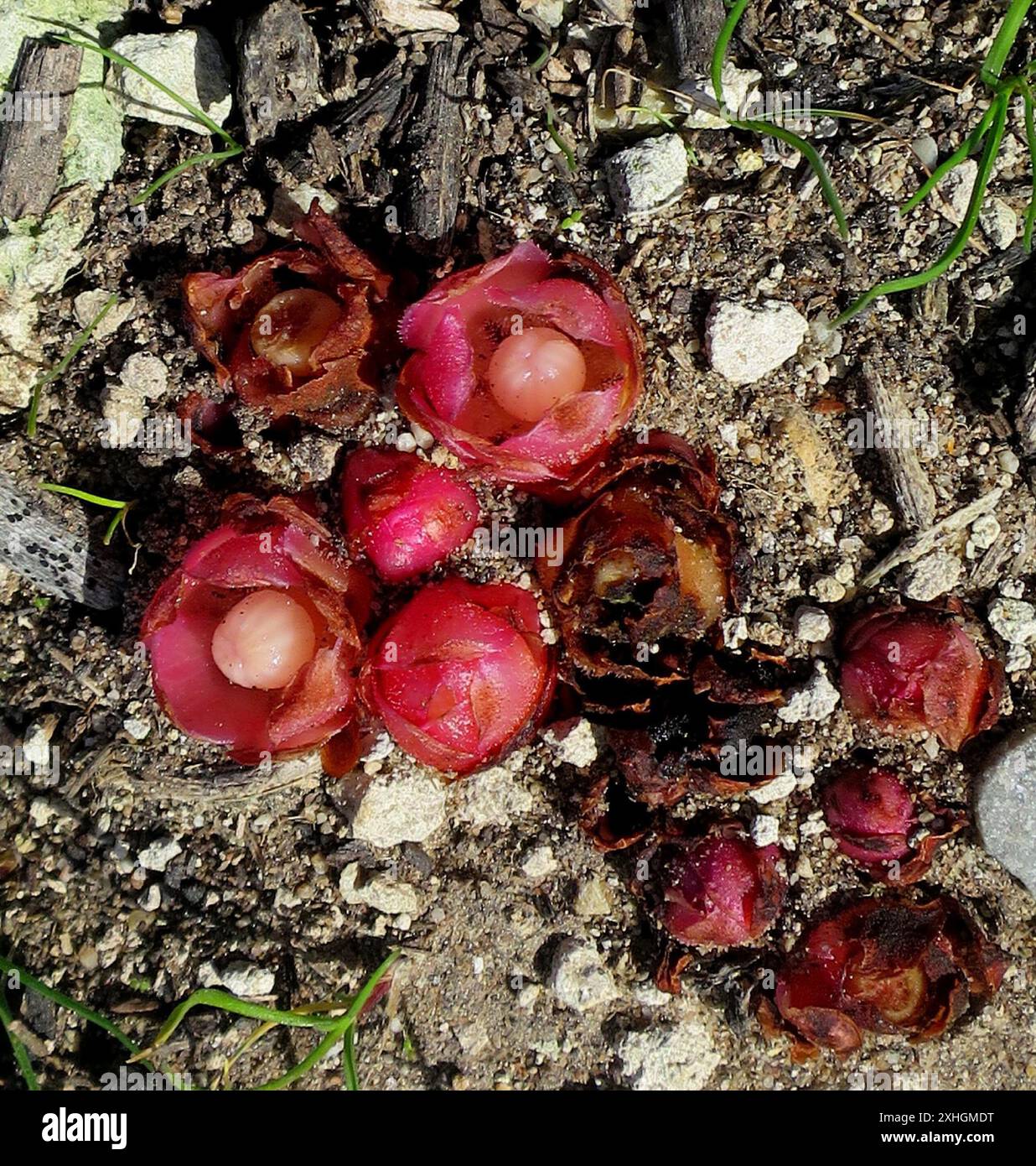 Scarlet Vampirecup (Cytinus sanguineus Stock Photo - Alamy