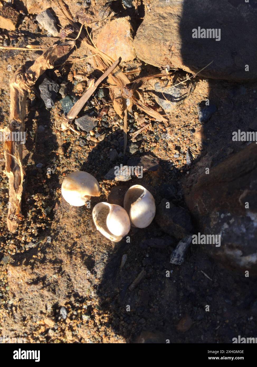 Japanese Bubble Snail (Haloa japonica Stock Photo - Alamy