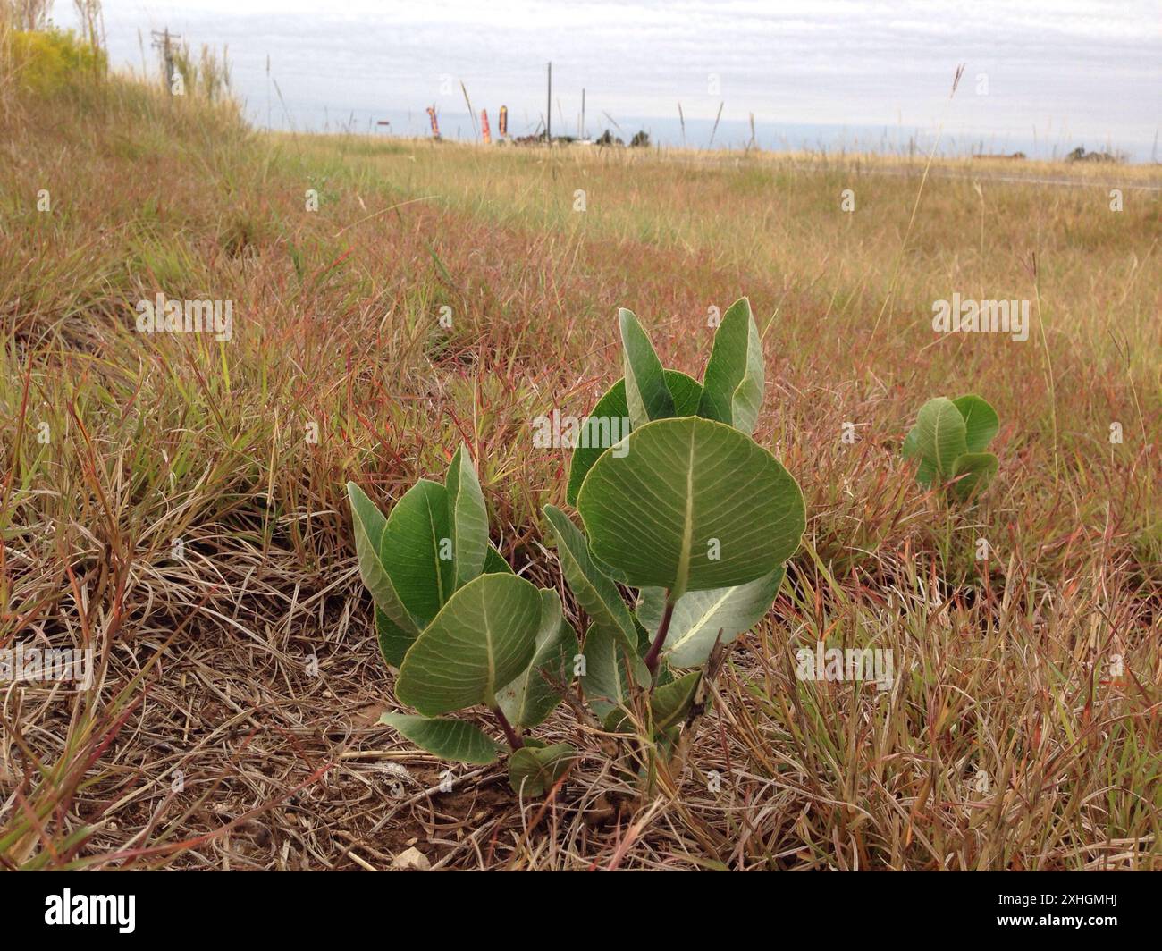 broadleaf milkweed (Asclepias latifolia Stock Photo - Alamy