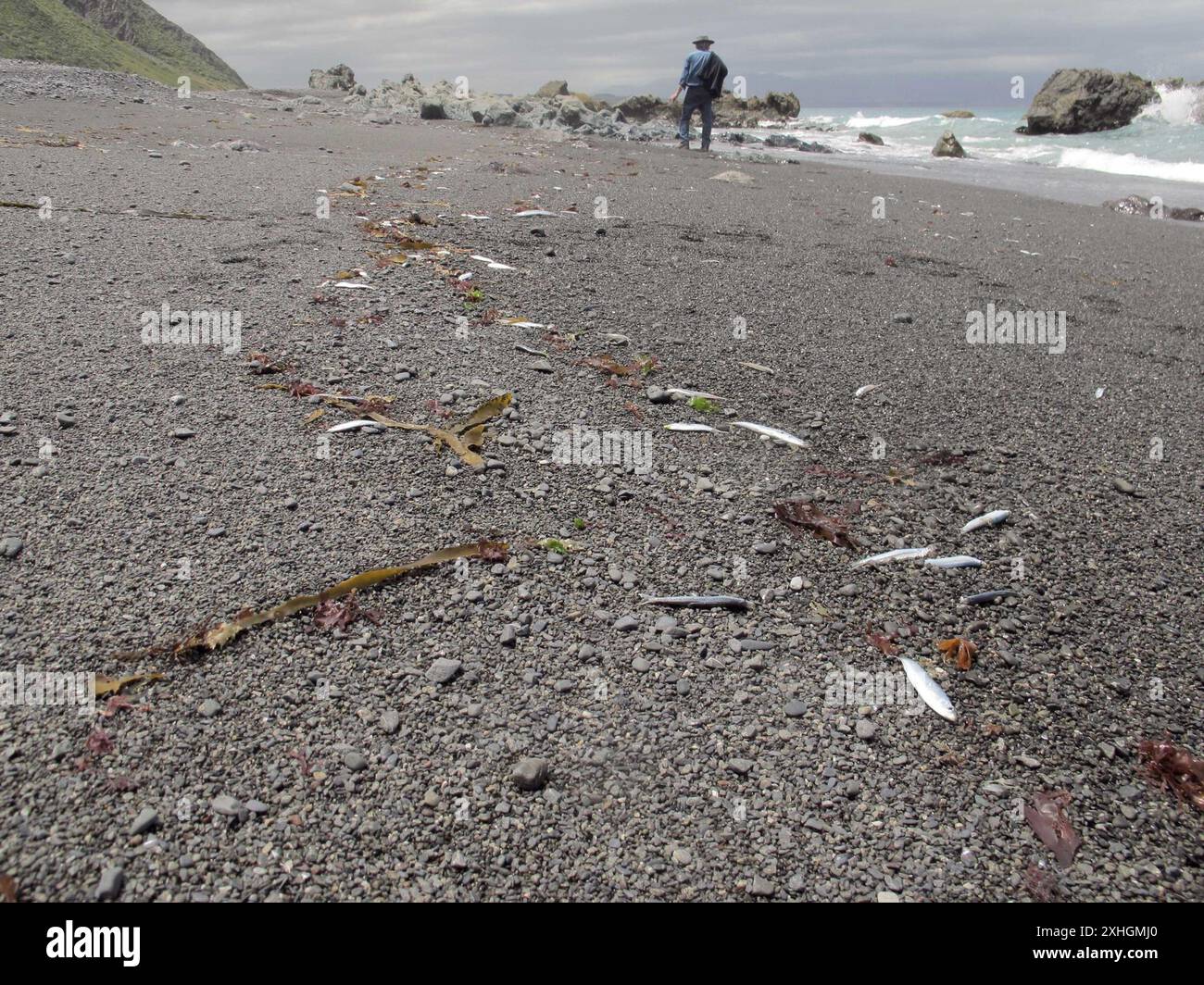 New zealand piper hi-res stock photography and images - Alamy