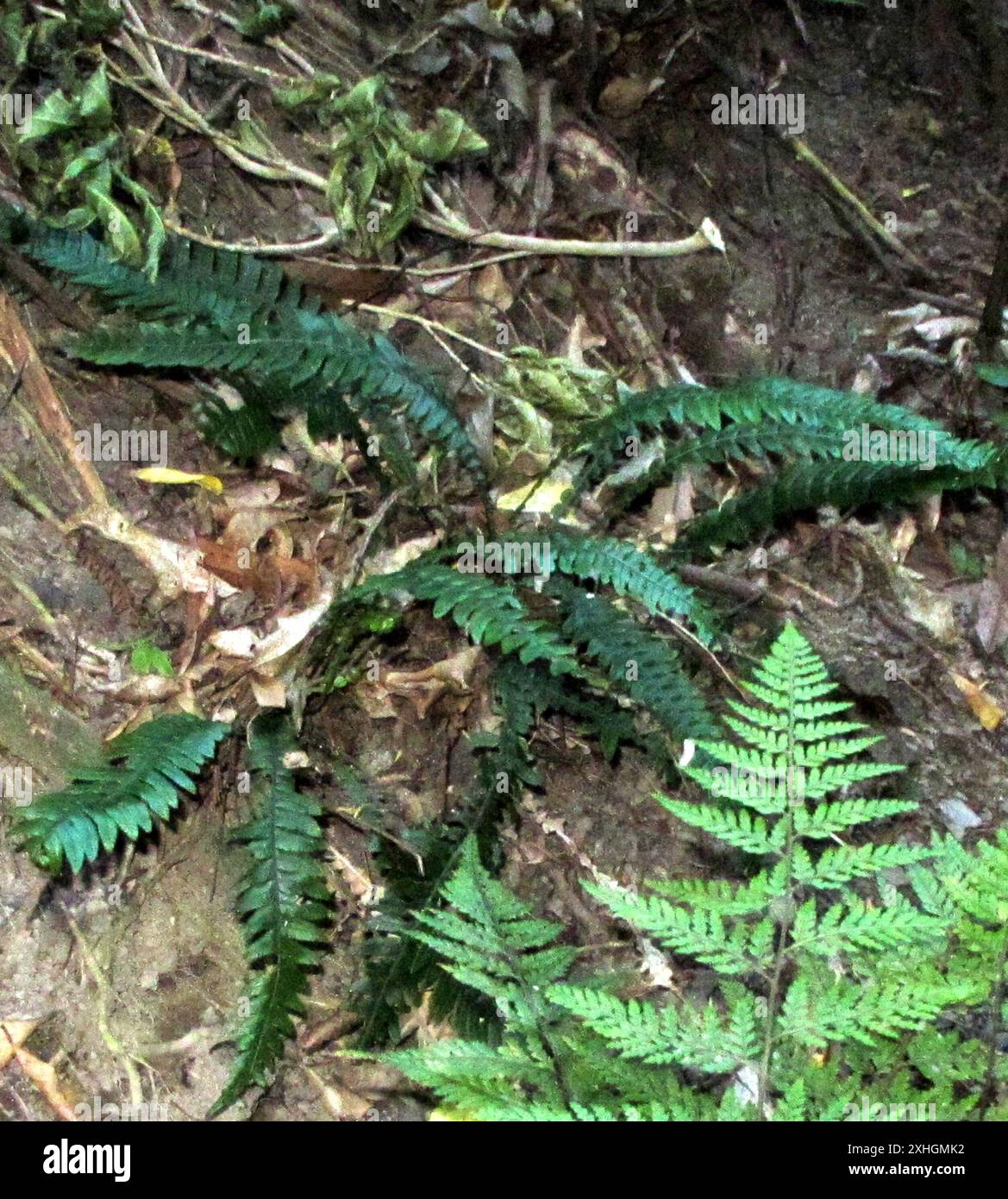Blechnum chambersii hi-res stock photography and images - Alamy