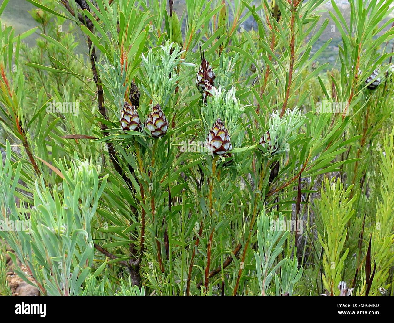 Leucadendron rubrum hi-res stock photography and images - Alamy