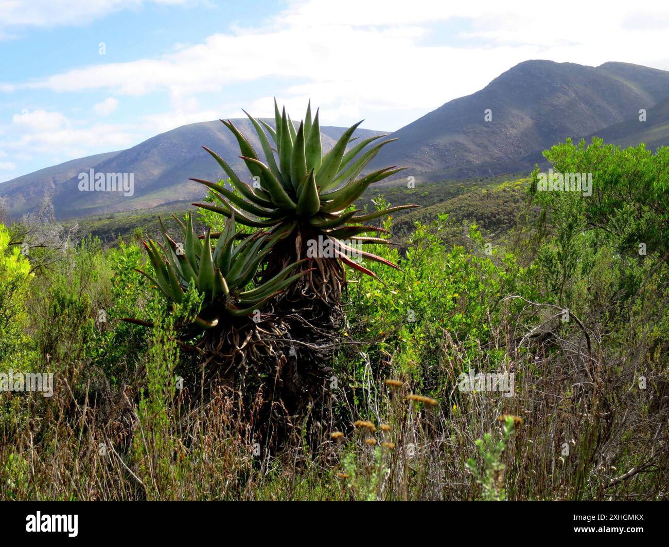 Cape Aloe (Aloe ferox Stock Photo - Alamy