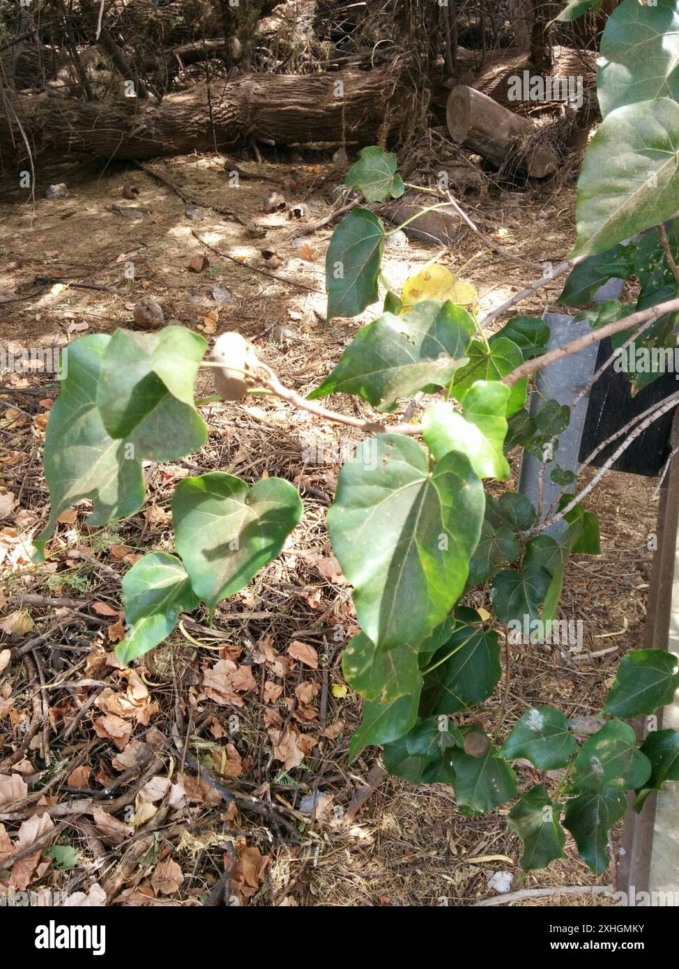 Thespesia populnea portia tree hi-res stock photography and images - Alamy