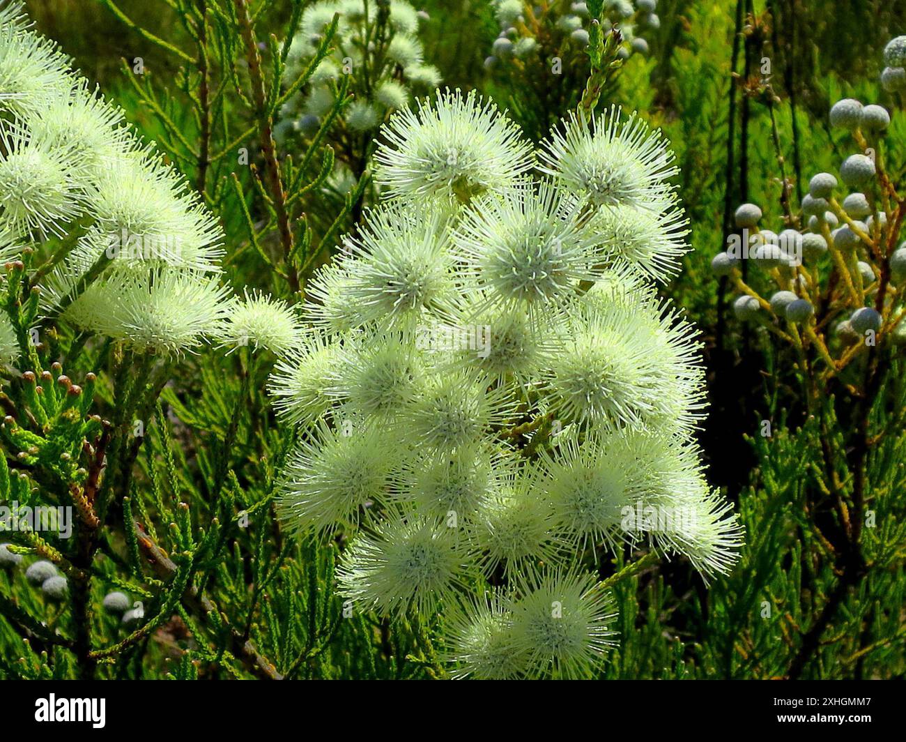 Cone Stompie (Brunia noduliflora Stock Photo - Alamy